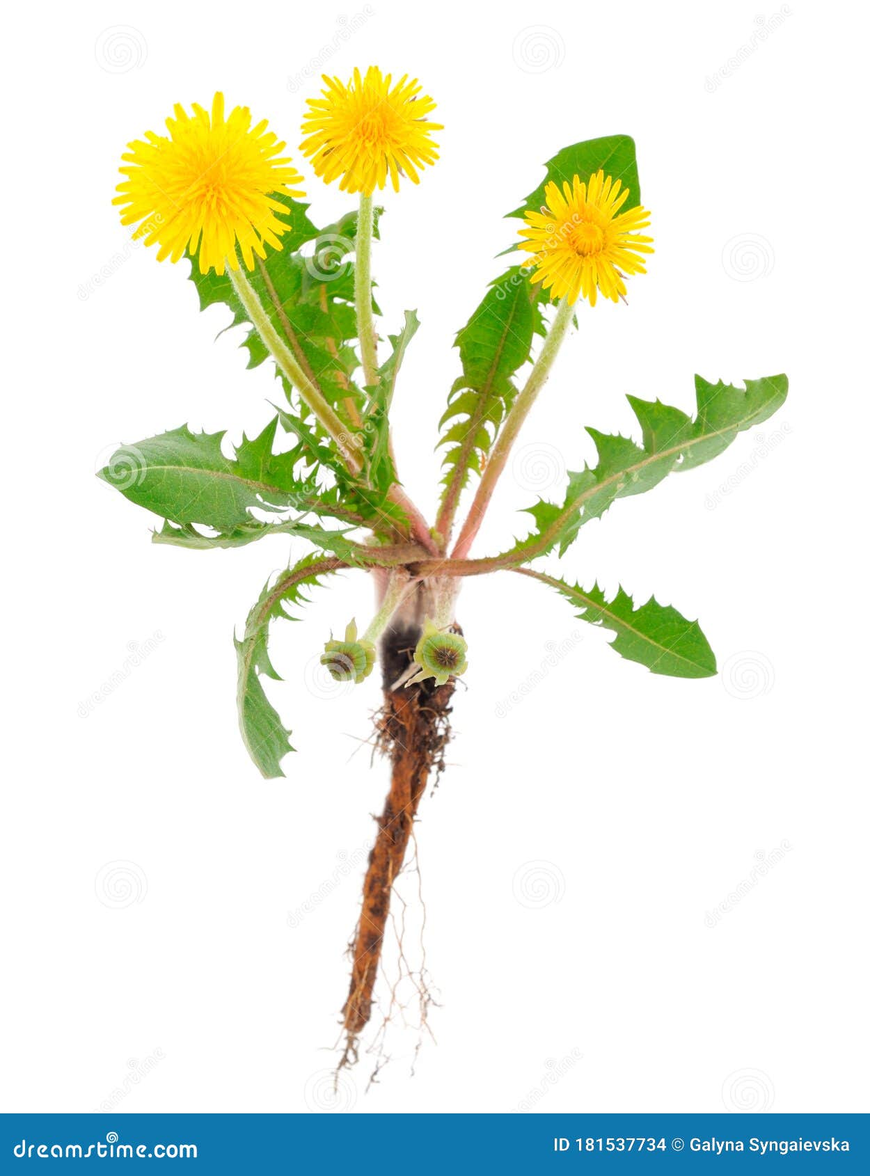 Flores De Dandelia Aisladas Foto de archivo - Imagen de amarillo ...
