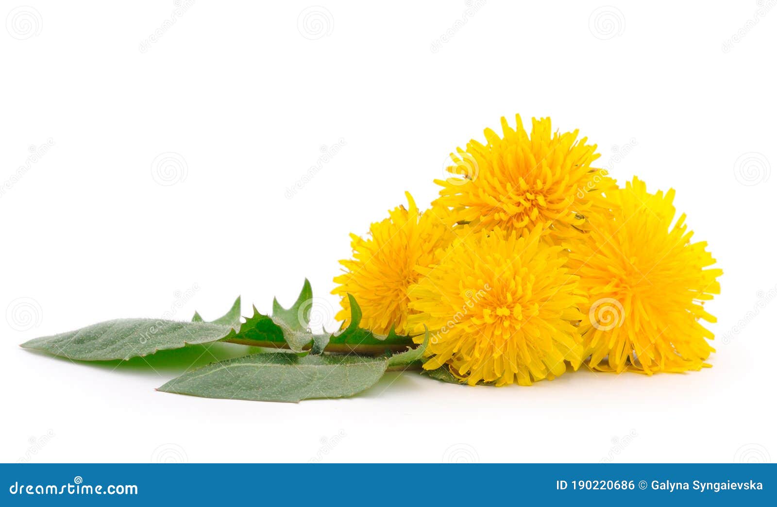 Flores De Dandelia Aisladas Foto de archivo - Imagen de hierba, cubo ...