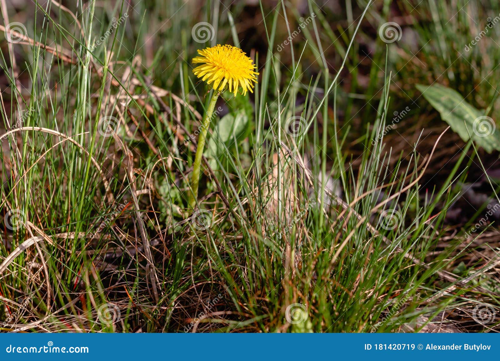Flores De Dandelia Amarillas. Cerrar Imagen de archivo - Imagen de ...