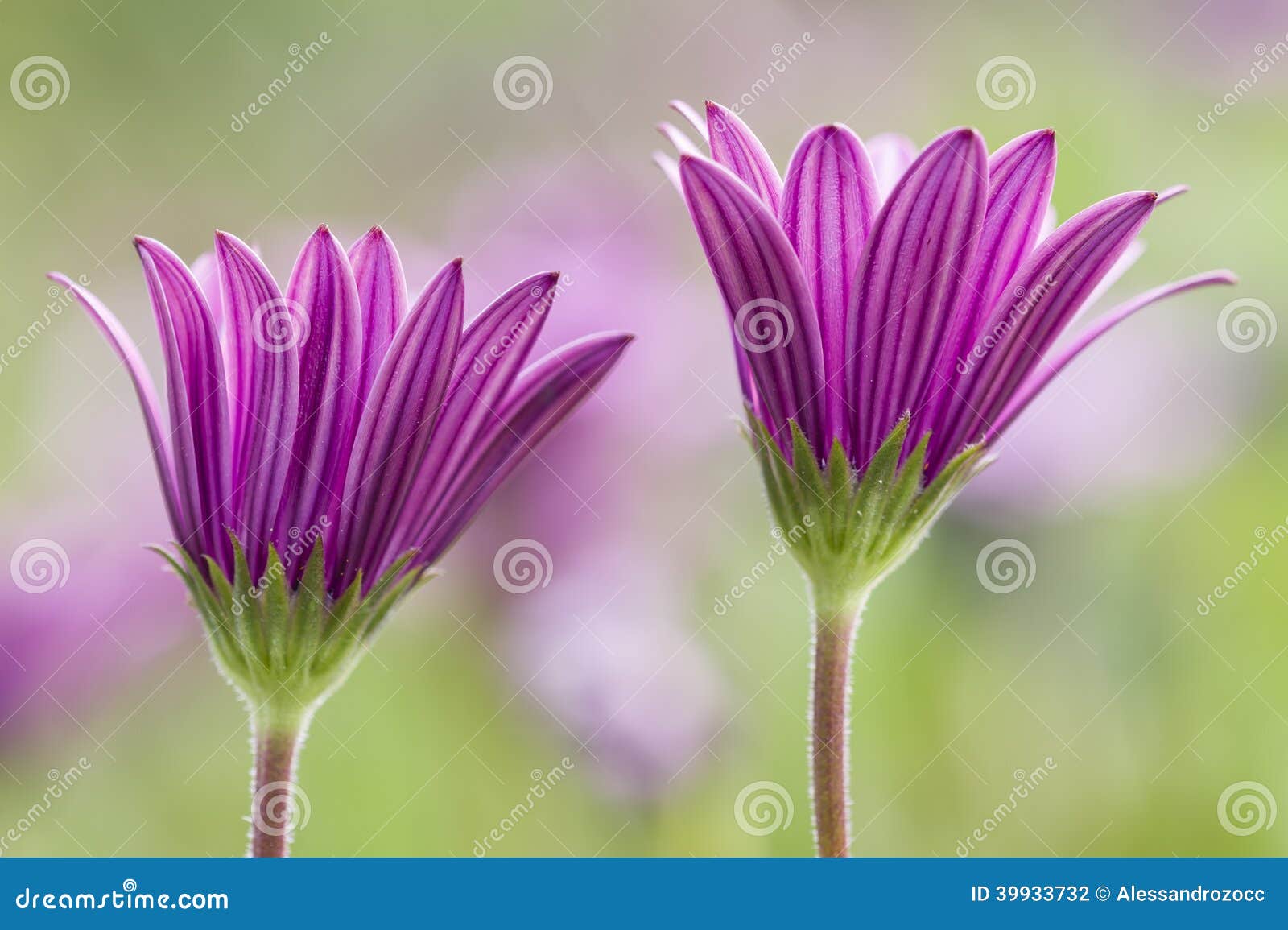 Flores De Dimorphoteca Na Flor Completa Foto de Stock - Imagem de ...