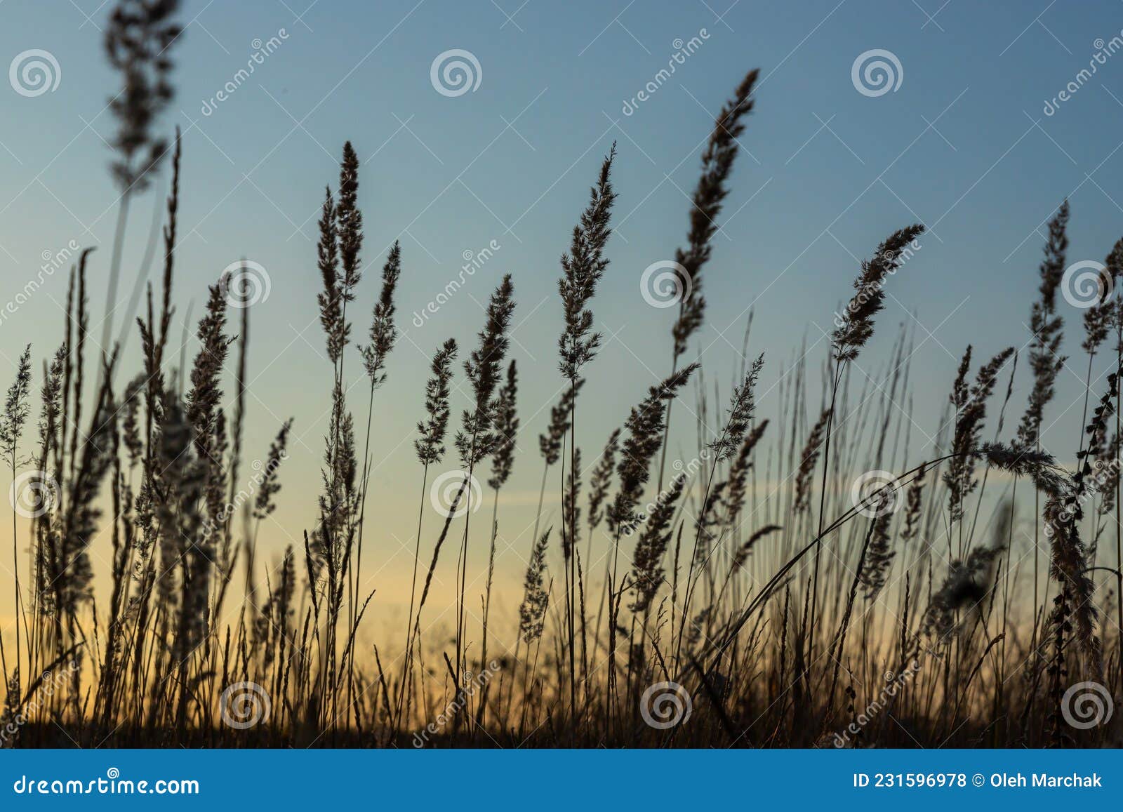 Flores De Erva-castanha E Campos De Erva-castanha-do-sol Com Fundo ...