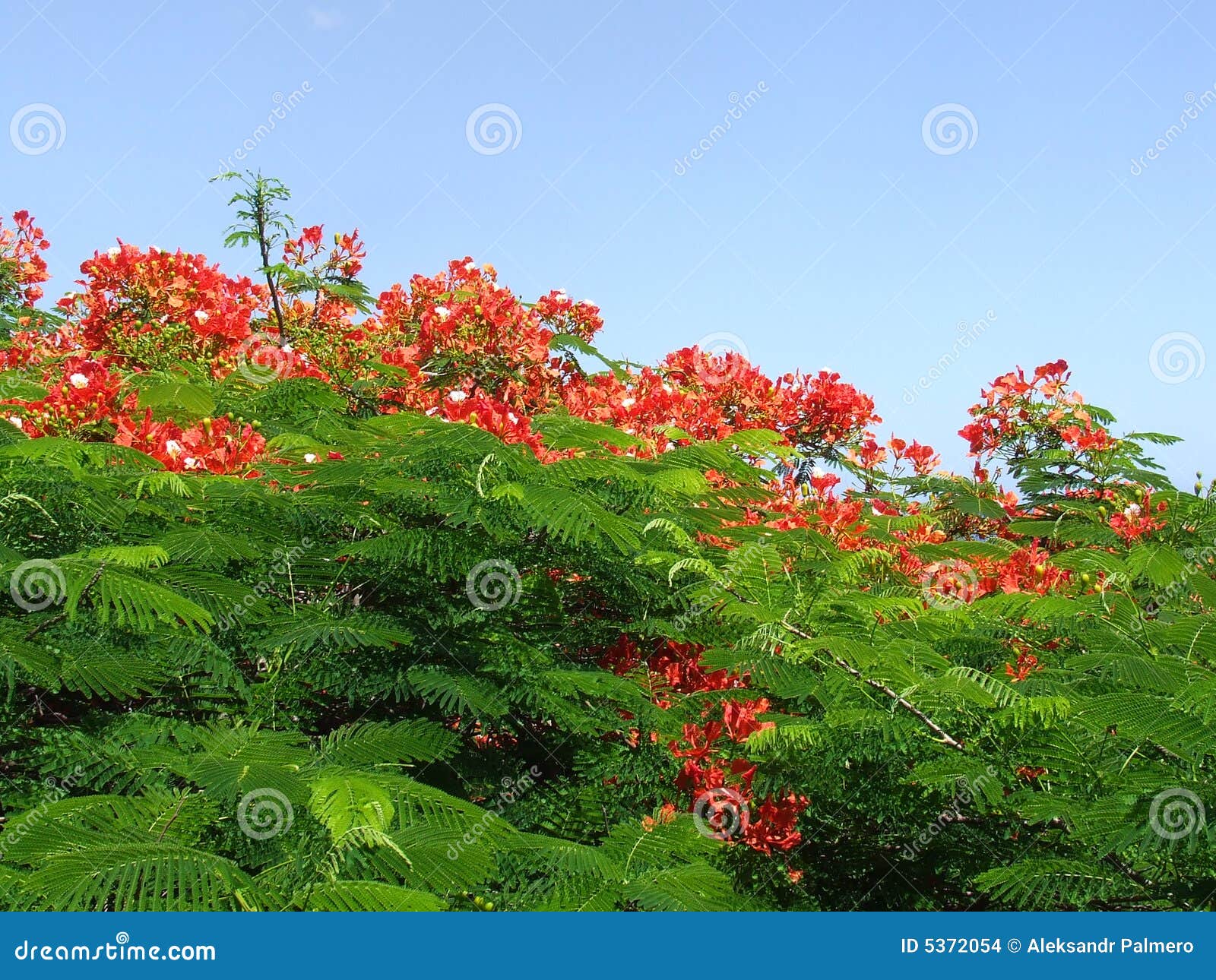 Flores de Flamboyan foto de archivo. Imagen de hermoso - 5372054