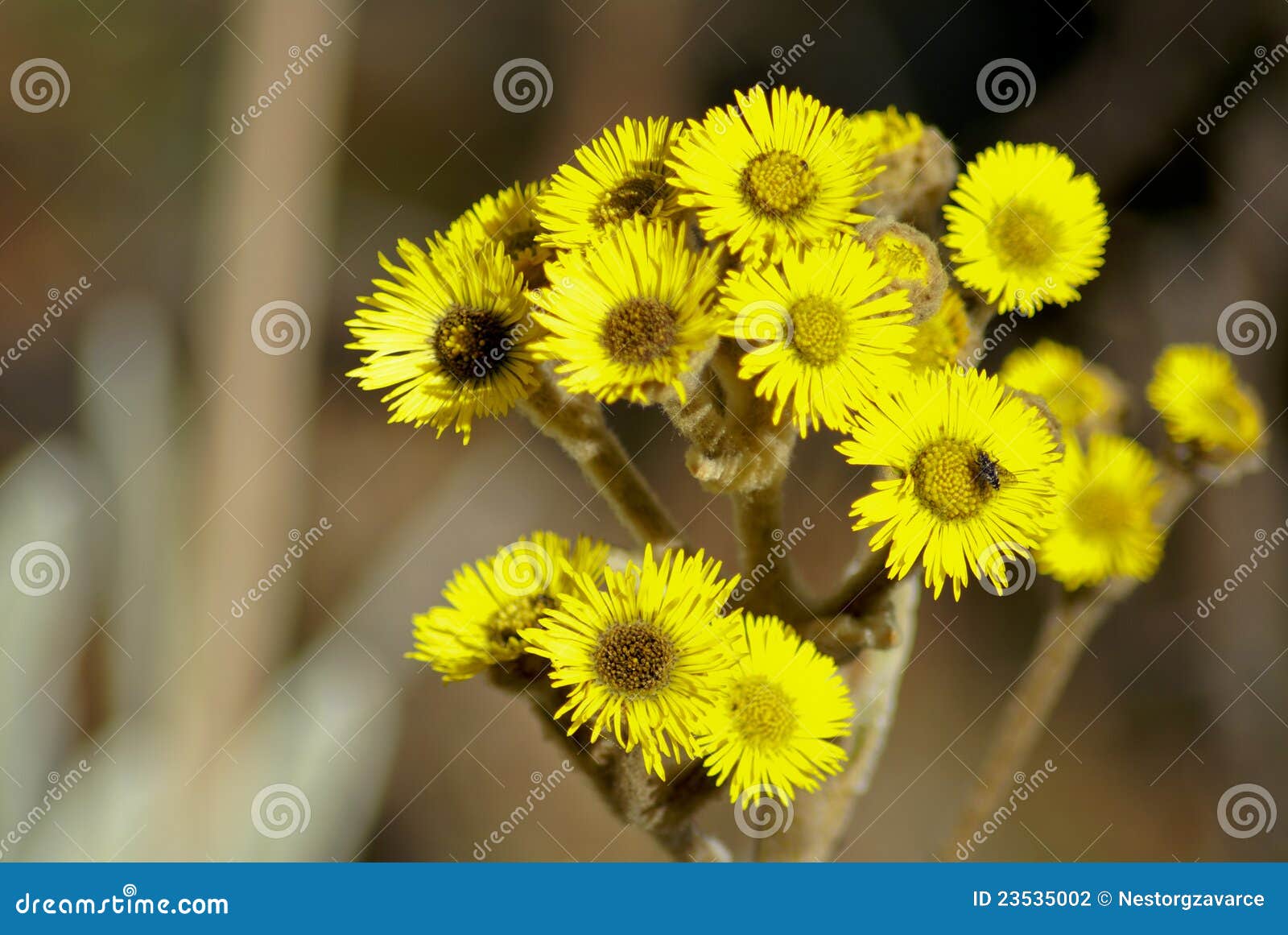 Flores de Frailejon foto de stock. Imagem de flor, venezuela - 23535002