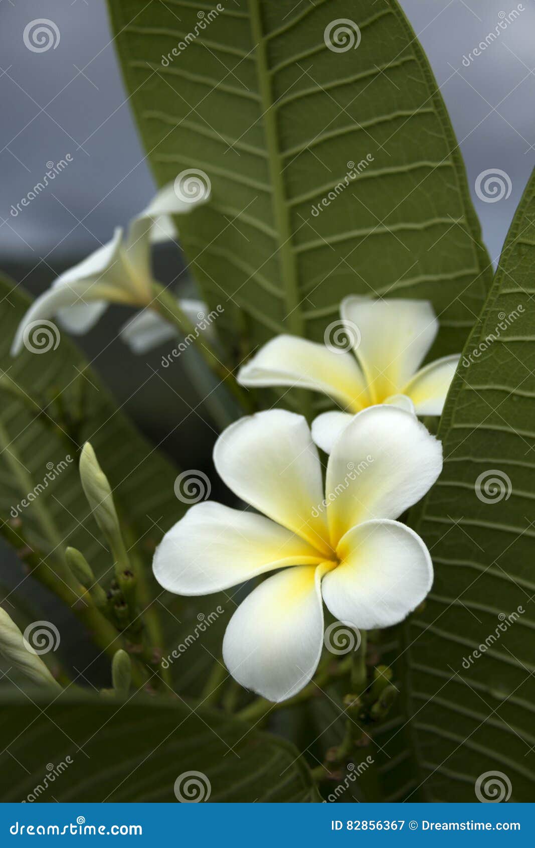 Flores de Frangipanni imagen de archivo. Imagen de recorrido - 82856367