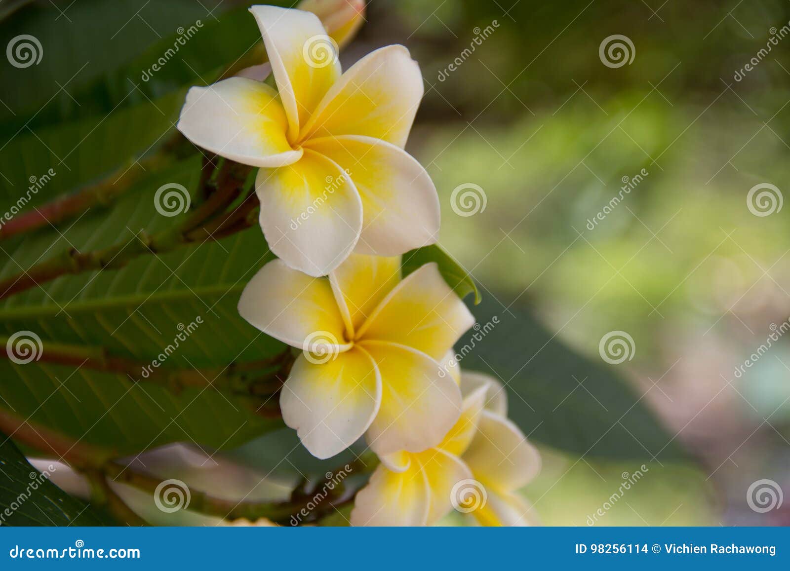 Flores de Frangipanni foto de stock. Imagem de flores - 98256114
