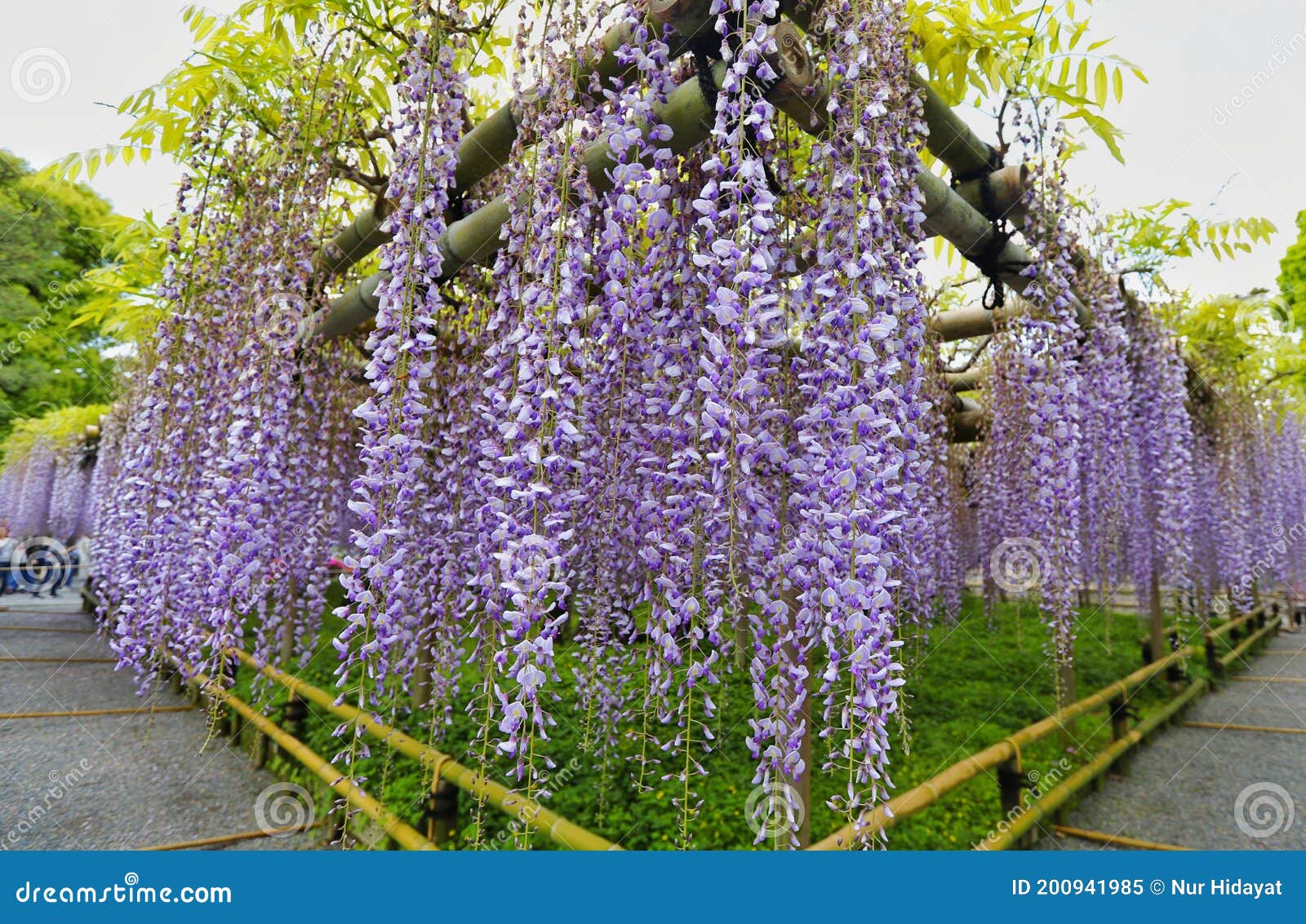 Flores De Fuji Florecen En Primavera Imagen de archivo - Imagen de ...
