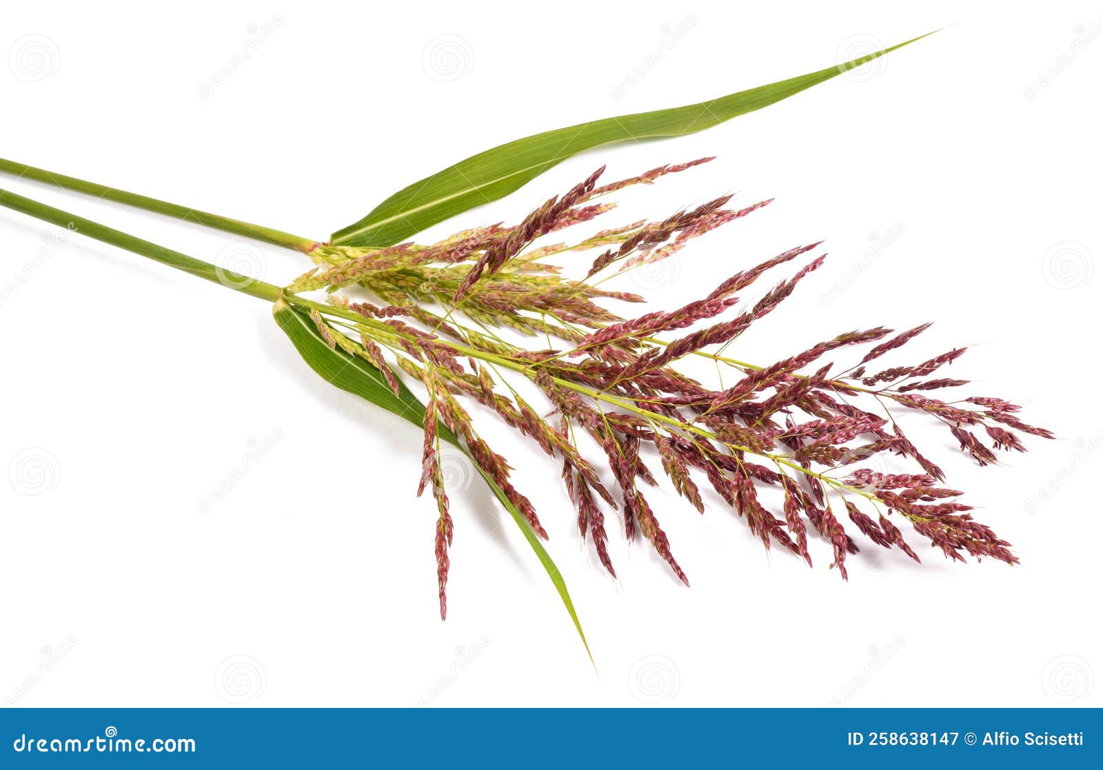 Flores De Hierba De Johnson Imagen de archivo - Imagen de travieso ...