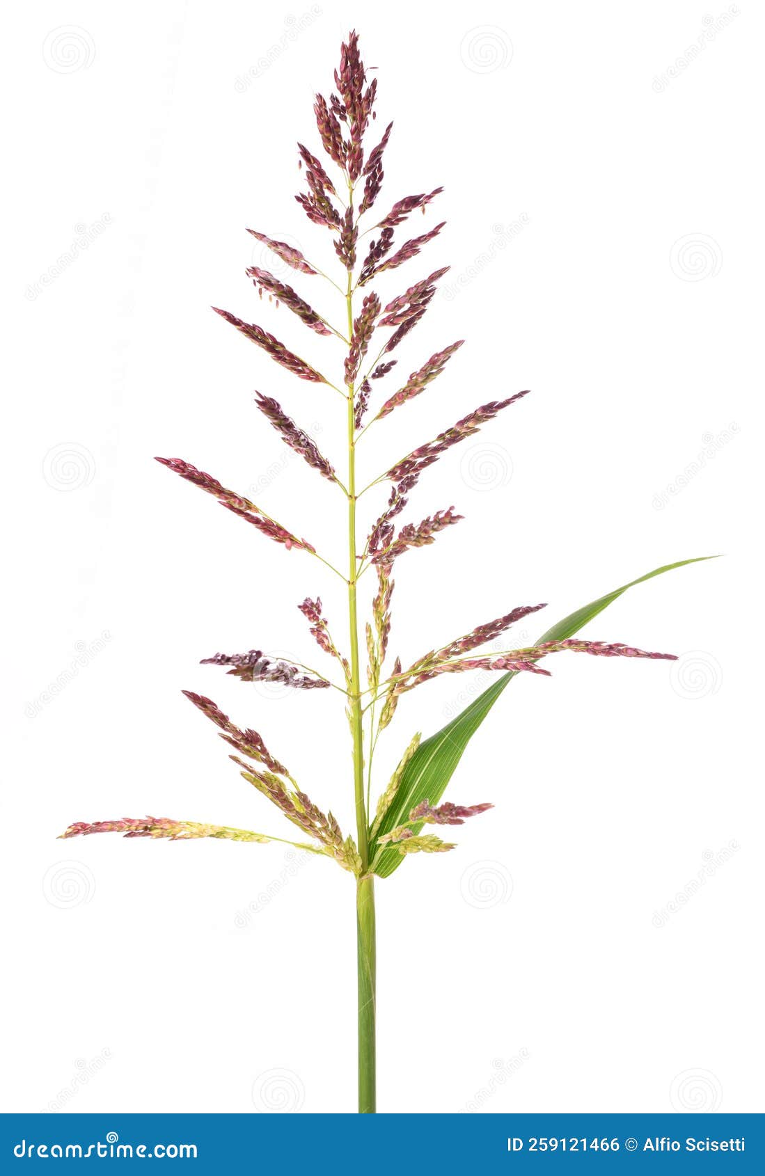 Flores De Hierba De Johnson Foto de archivo - Imagen de hermoso ...