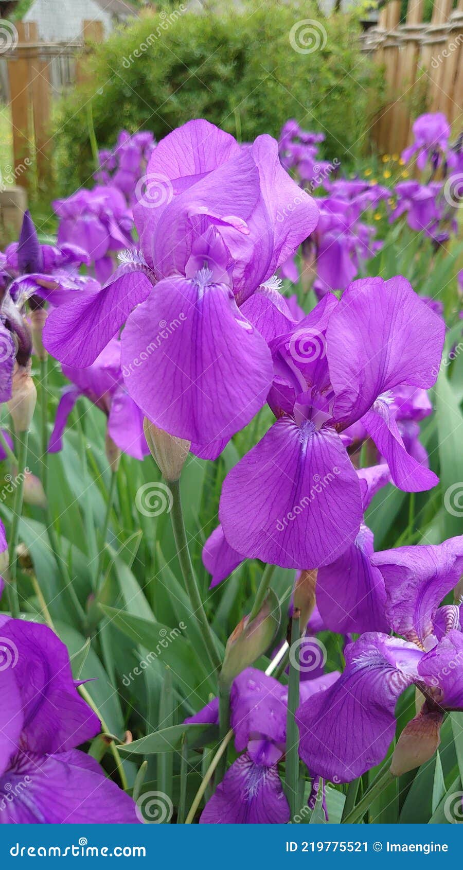 Flores De Iris Violeta En Plena Floración Imagen de archivo - Imagen de ...