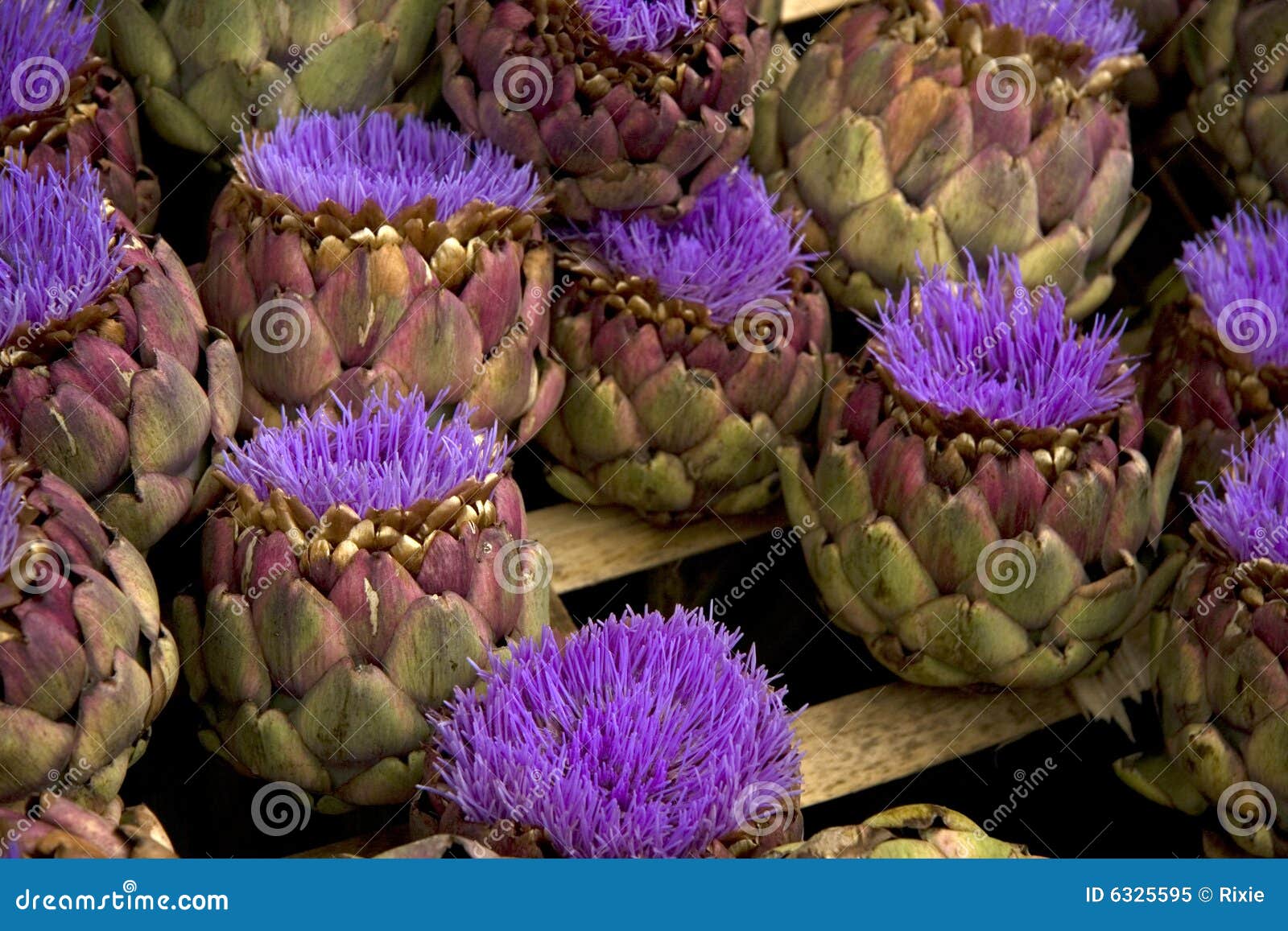 Flores de la alcachofa imagen de archivo. Imagen de fresco - 6325595
