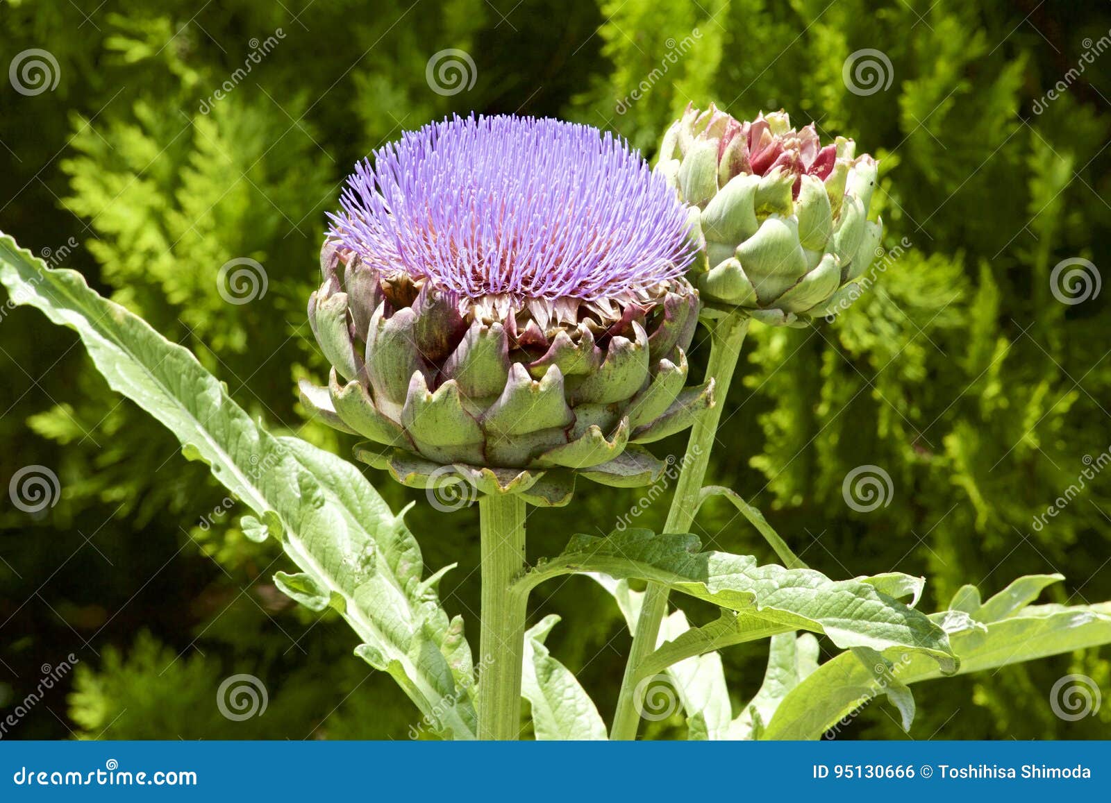 Flores de la alcachofa foto de archivo. Imagen de agricultura - 95130666