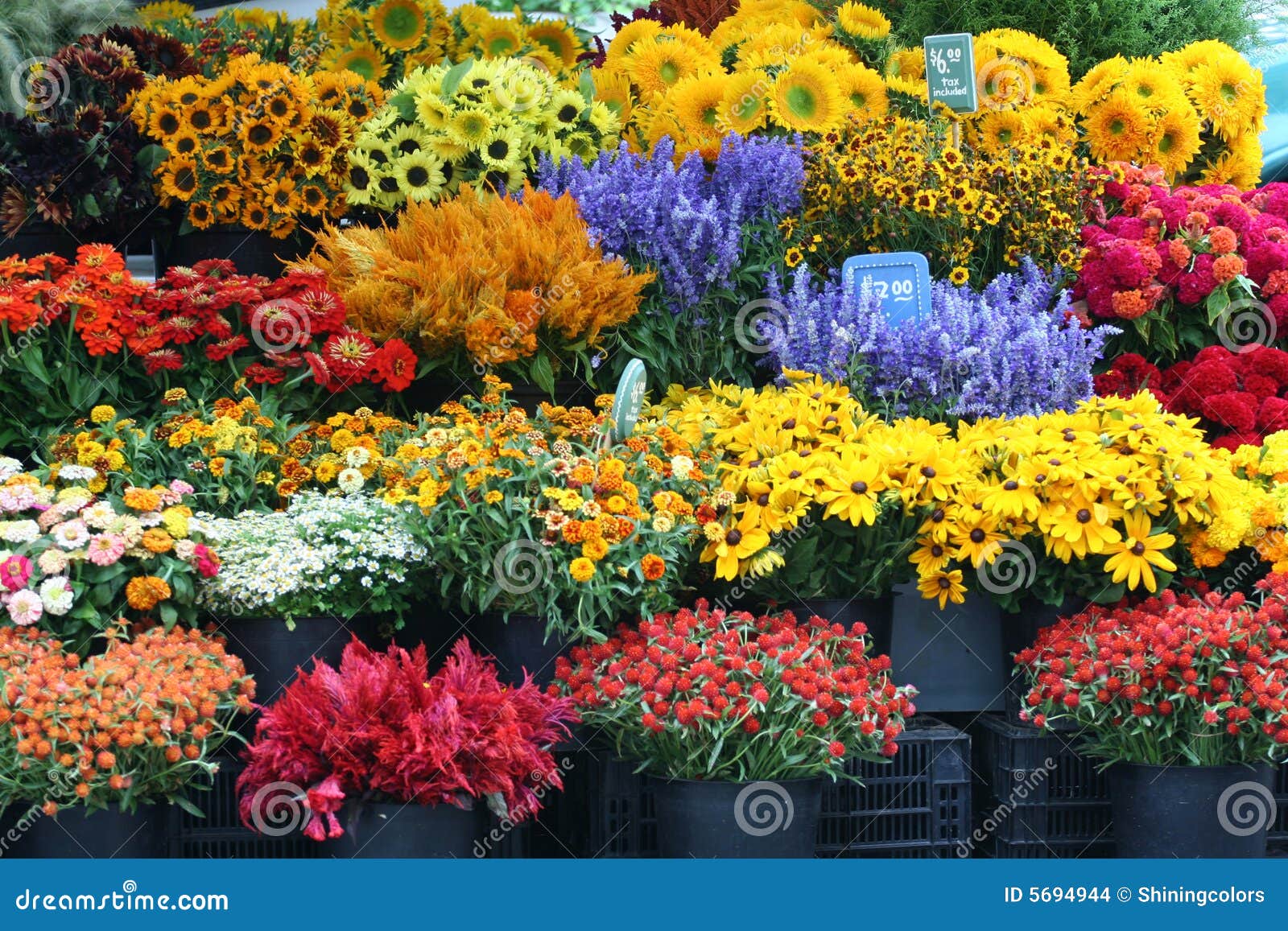 Flores de la diversidad foto de archivo. Imagen de flores - 5694944