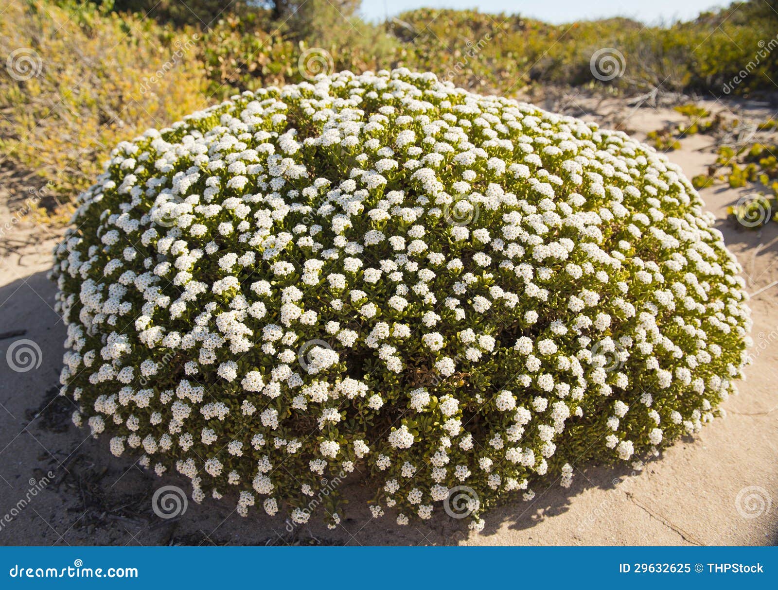 Flores de la duna de arena imagen de archivo. Imagen de asoleado - 29632625
