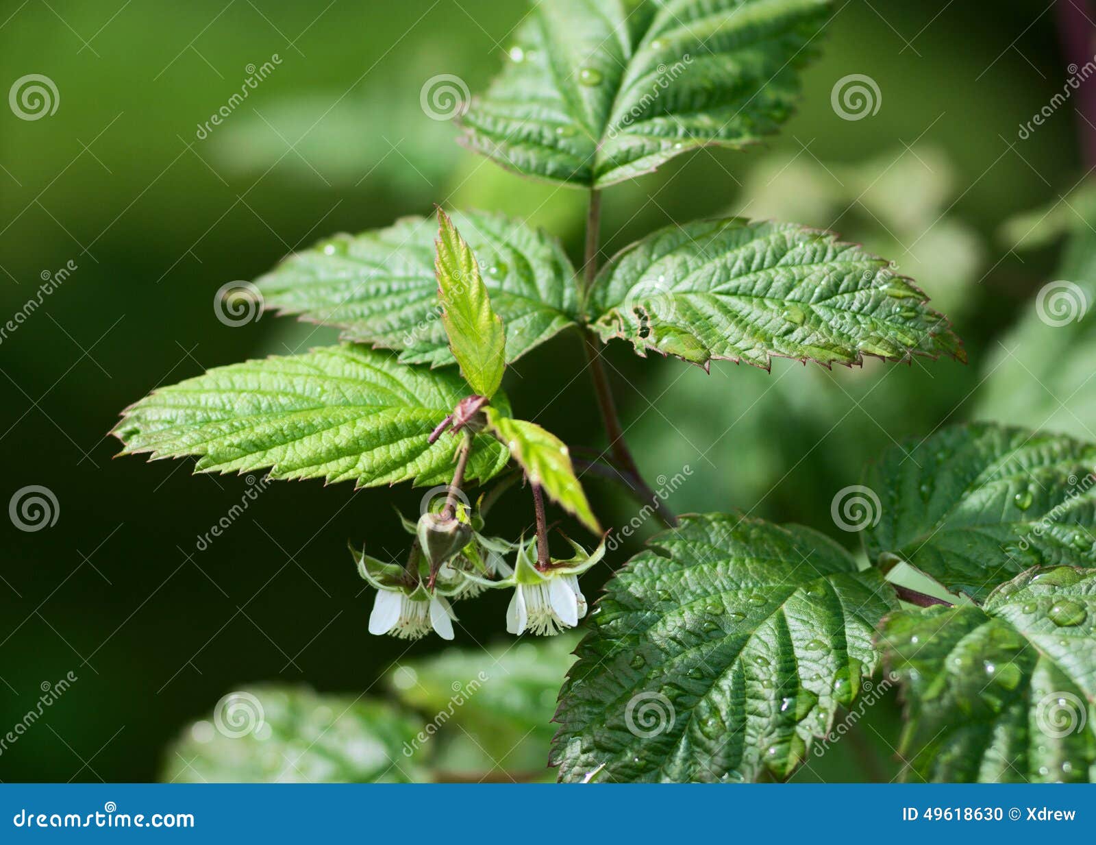 Flores de la frambuesa foto de archivo. Imagen de frambuesa - 49618630