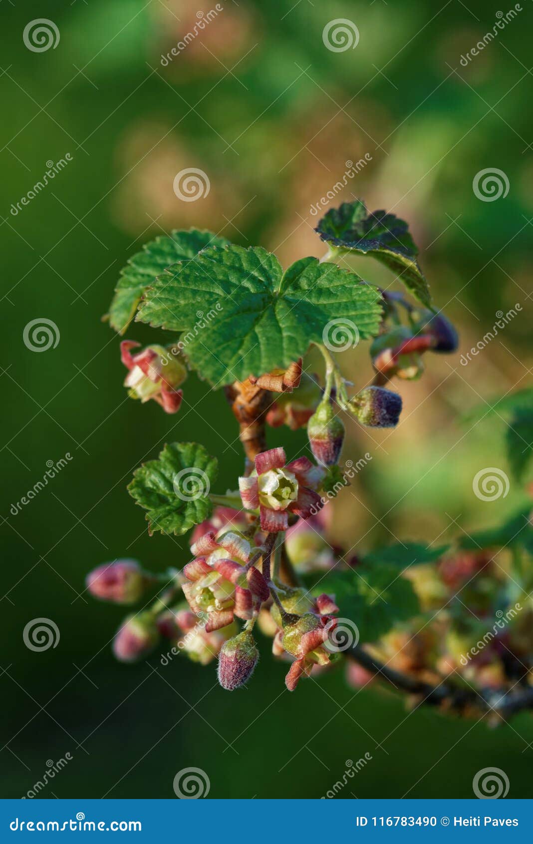Flores De La Grosella Negra Foto de archivo - Imagen de antera, pelo ...