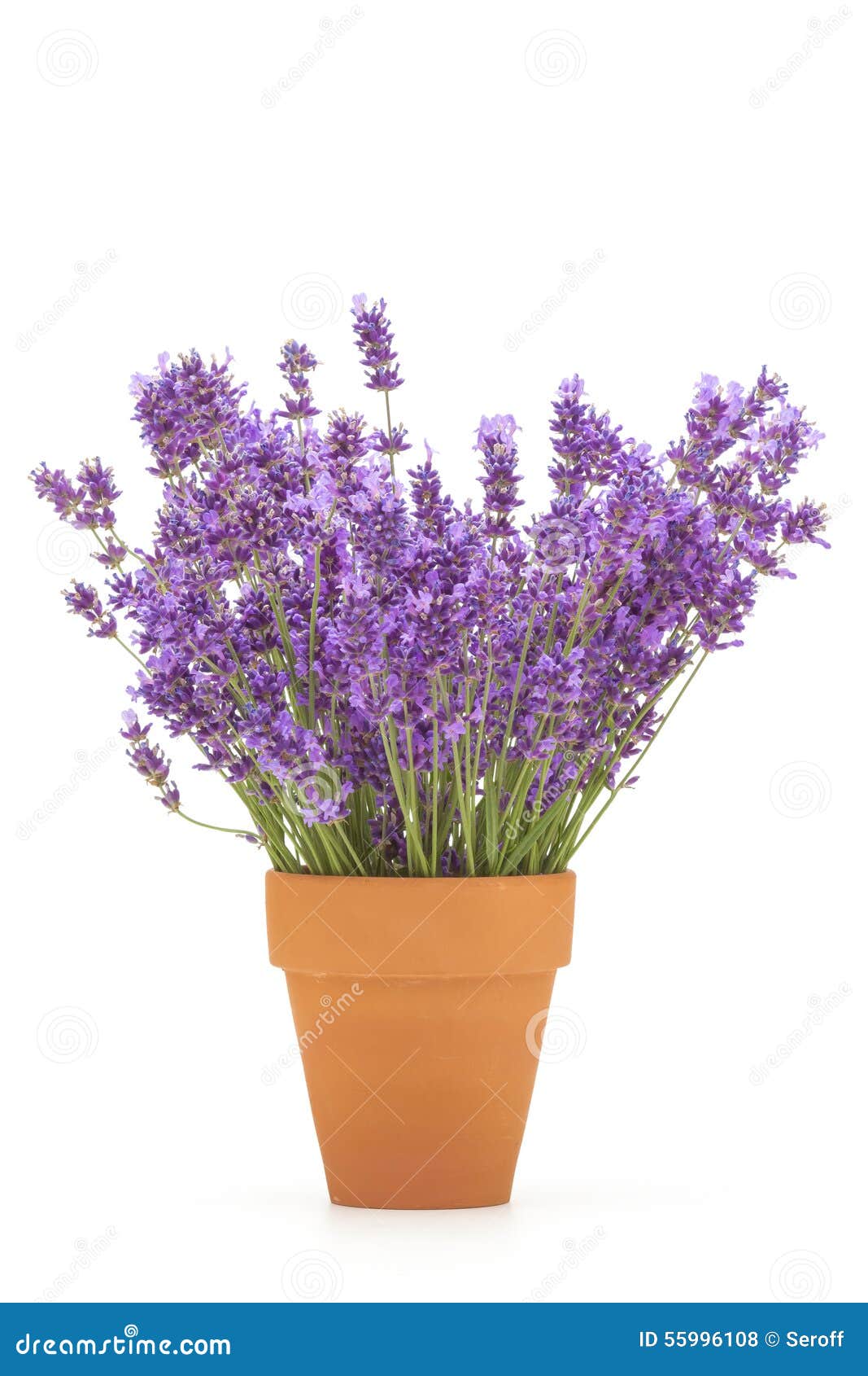Flores De La Lavanda En Un Pote Foto de archivo - Imagen de aislado ...