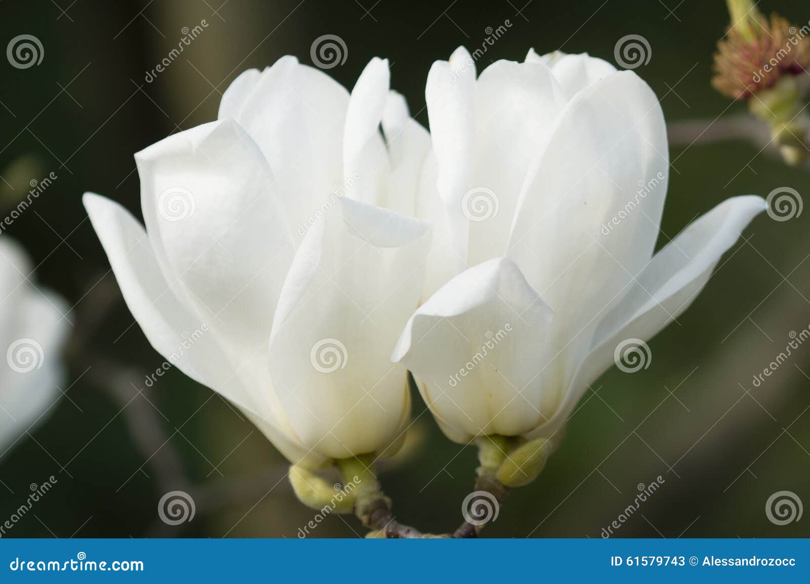 Flores De La Magnolia Blanca I Imagen de archivo - Imagen de floral ...