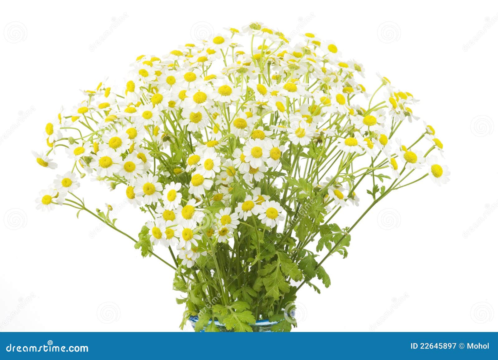 Flores de la manzanilla, imagen de archivo. Imagen de belleza - 22645897
