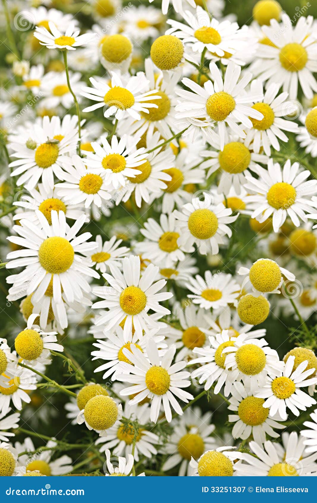 Flores de la manzanilla imagen de archivo. Imagen de detalle - 33251307