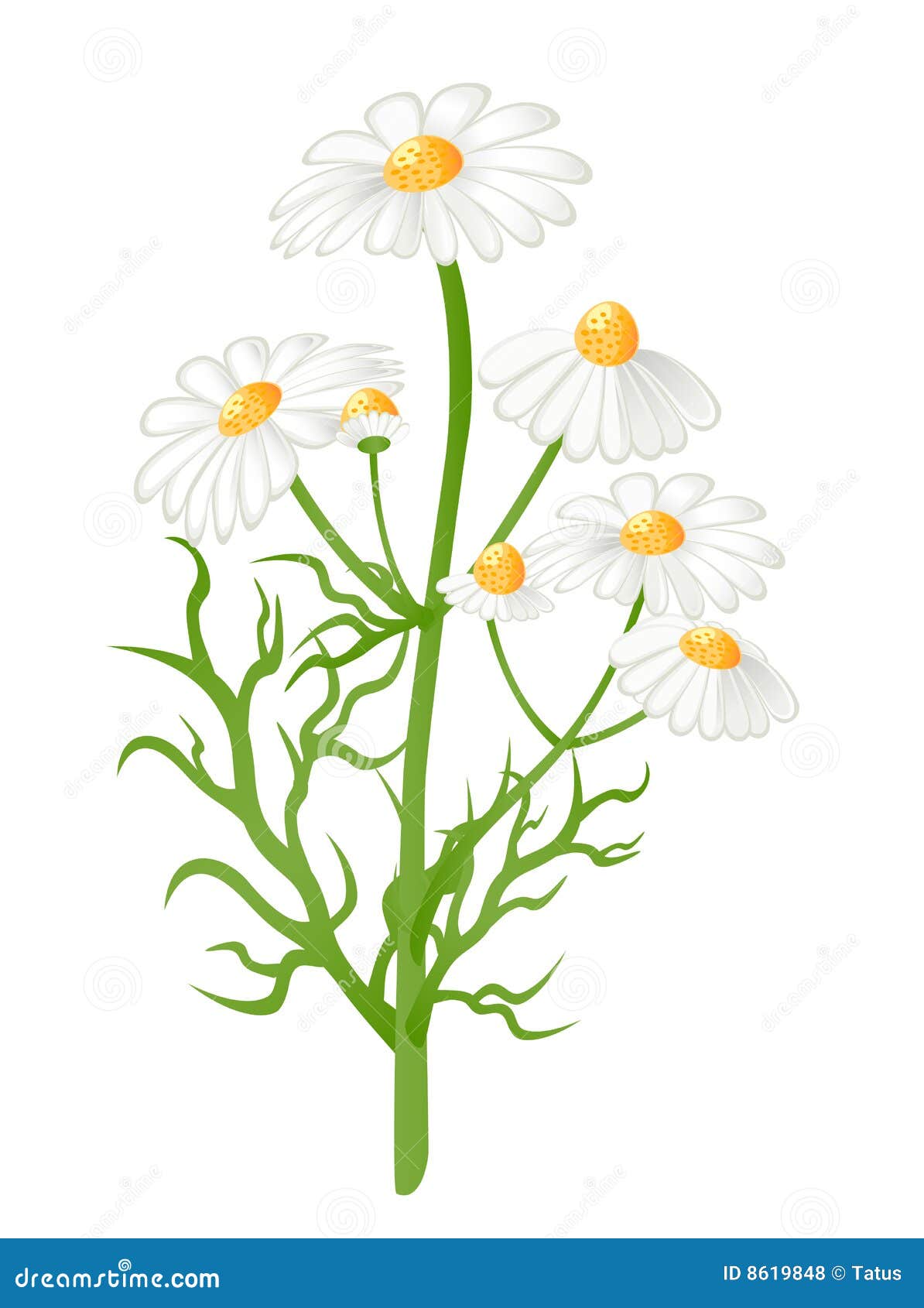Flores De La Manzanilla. Vector-Ilustración Fotos de archivo libres de ...