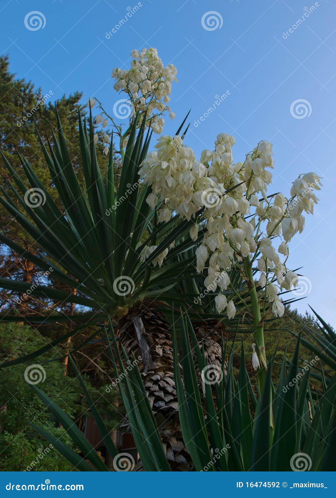Flores De La Palma De La Yuca Foto de archivo - Imagen de verde ...