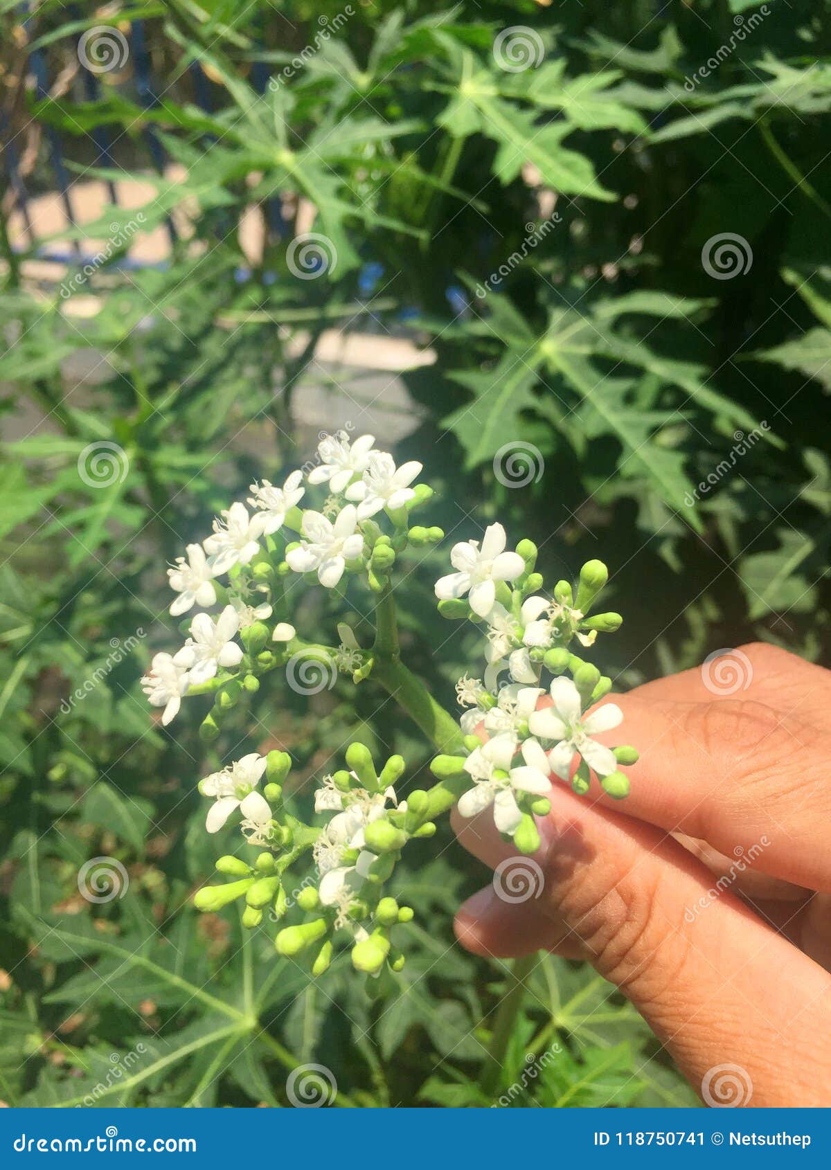 Flores De La Planta Del Chaya Imagen de archivo - Imagen de granja ...