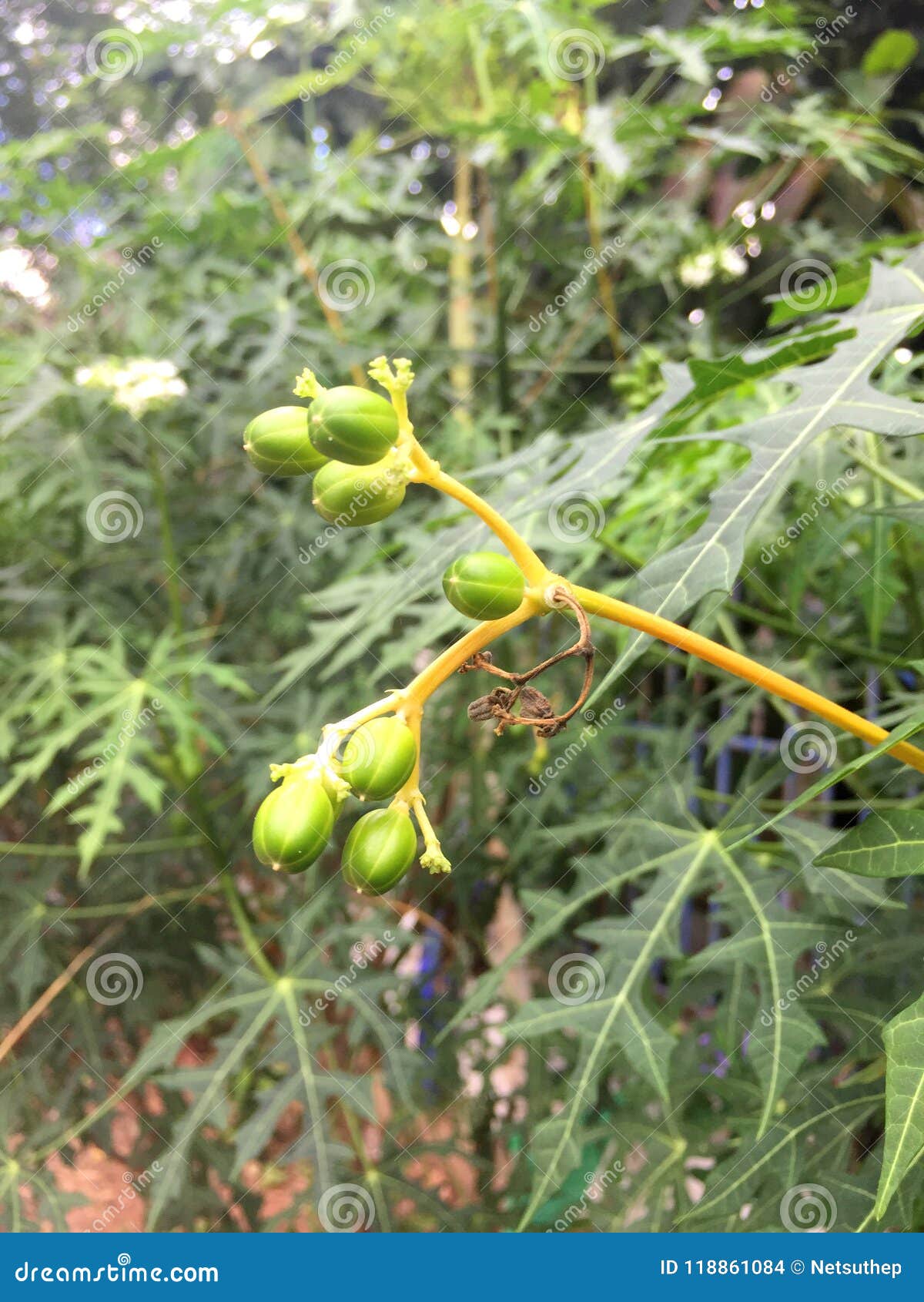 Flores De La Planta Del Chaya Foto de archivo - Imagen de primer ...