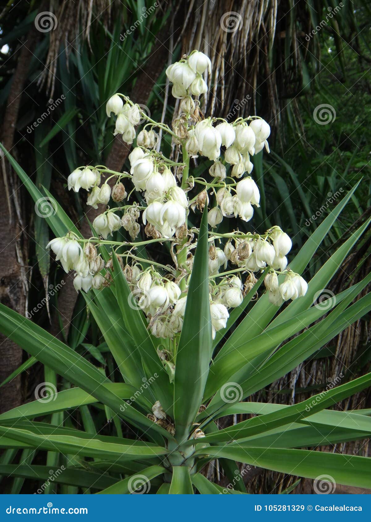 Flores De La Planta De La Yuca Imagen de archivo - Imagen de ...