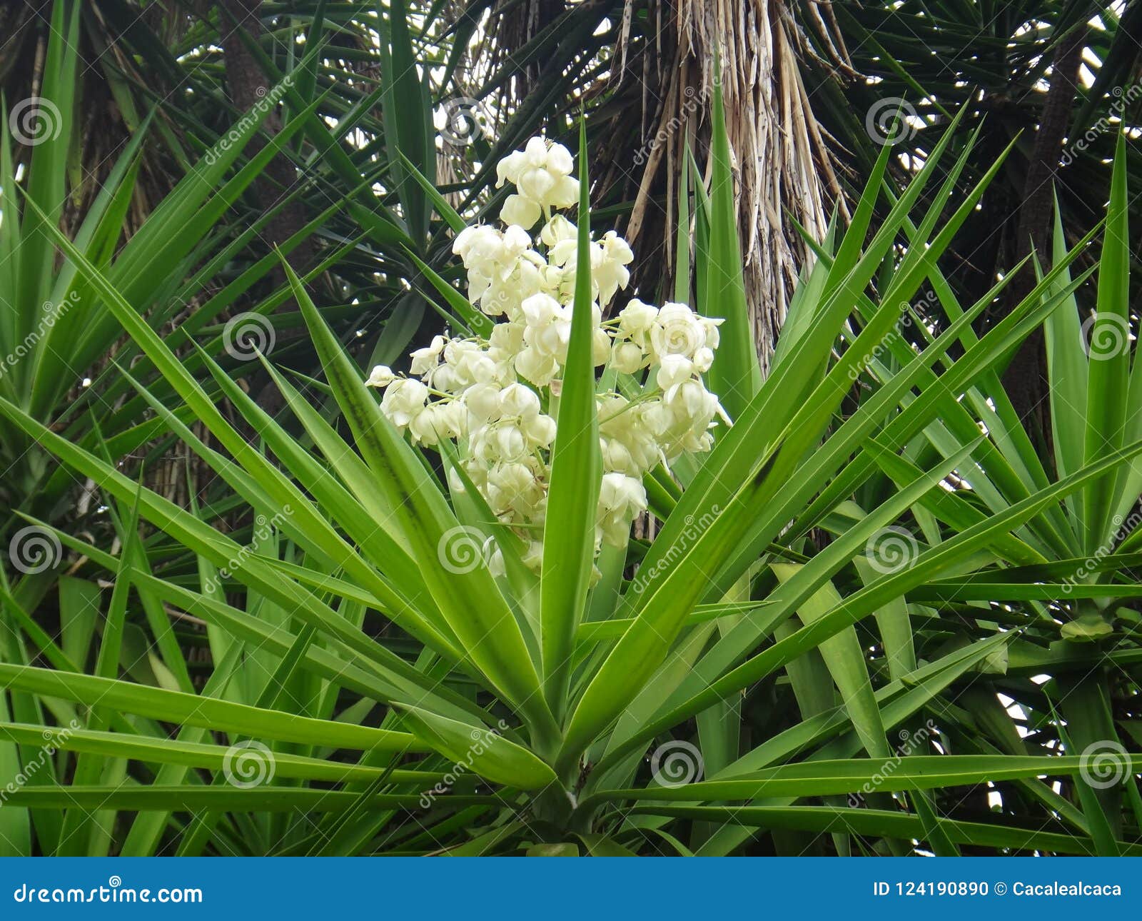Flores De La Planta De La Yuca Foto de archivo - Imagen de azulado ...