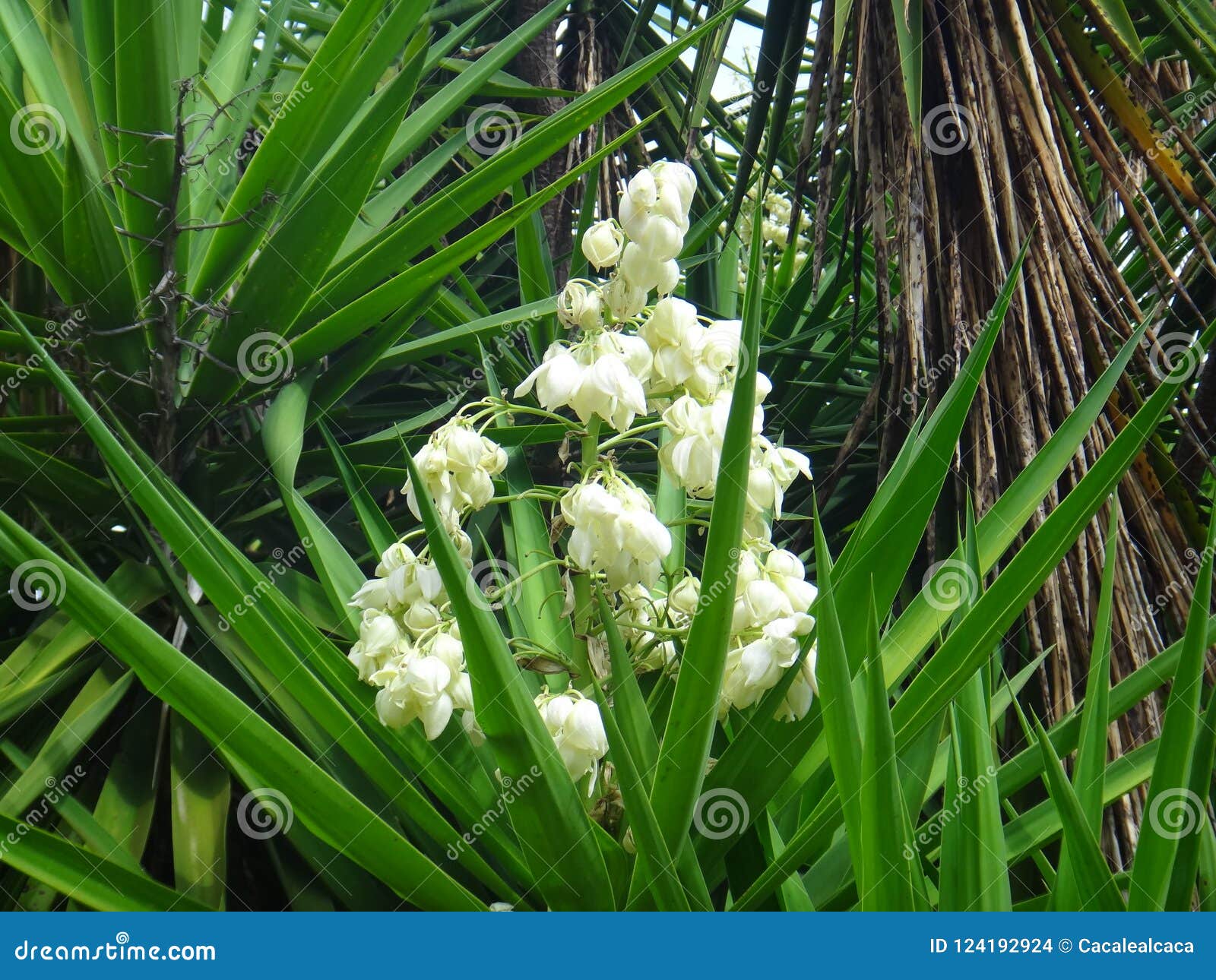 Flores De La Planta De La Yuca Foto de archivo - Imagen de azul, campo ...