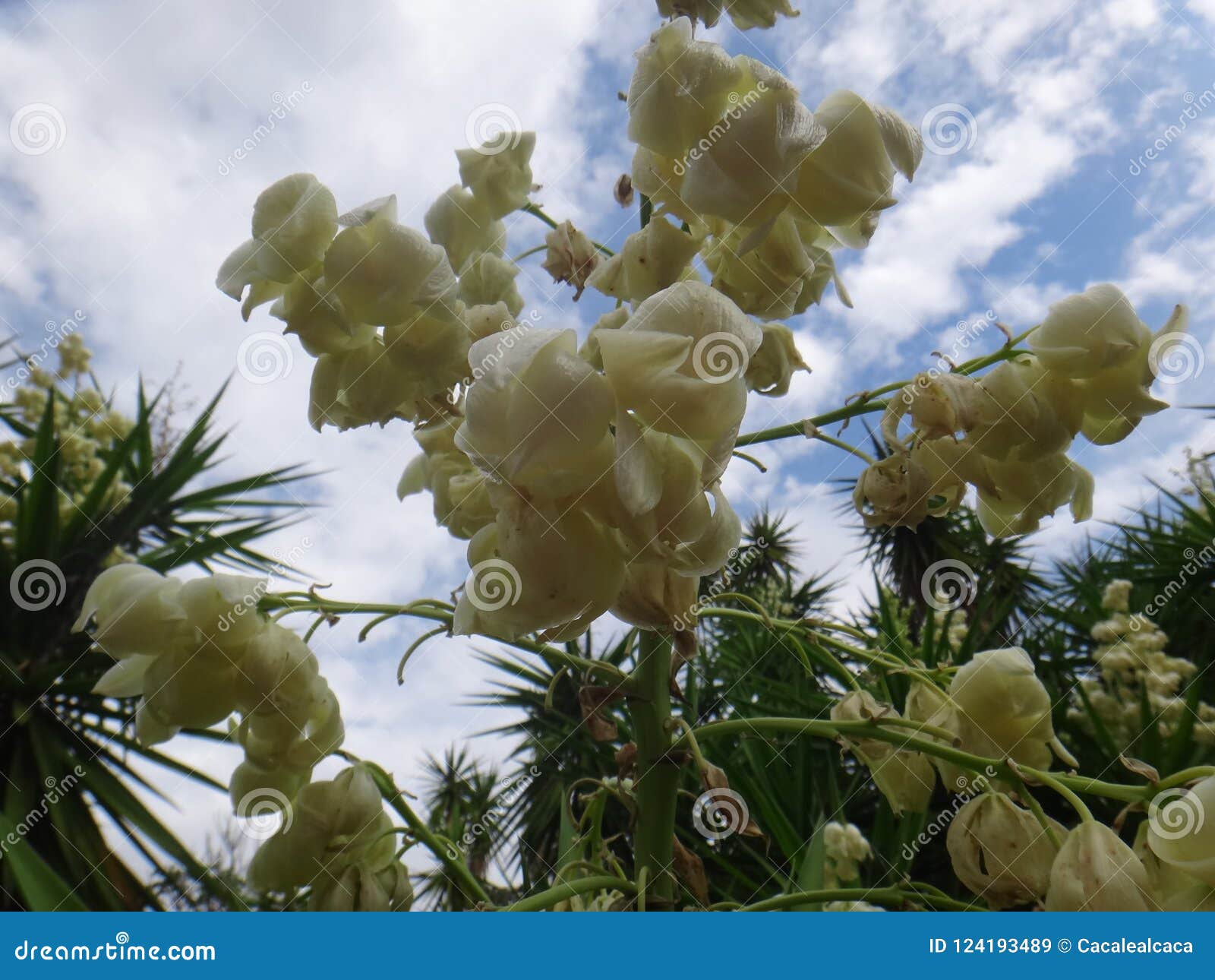 Flores De La Planta De La Yuca Imagen de archivo - Imagen de campo ...
