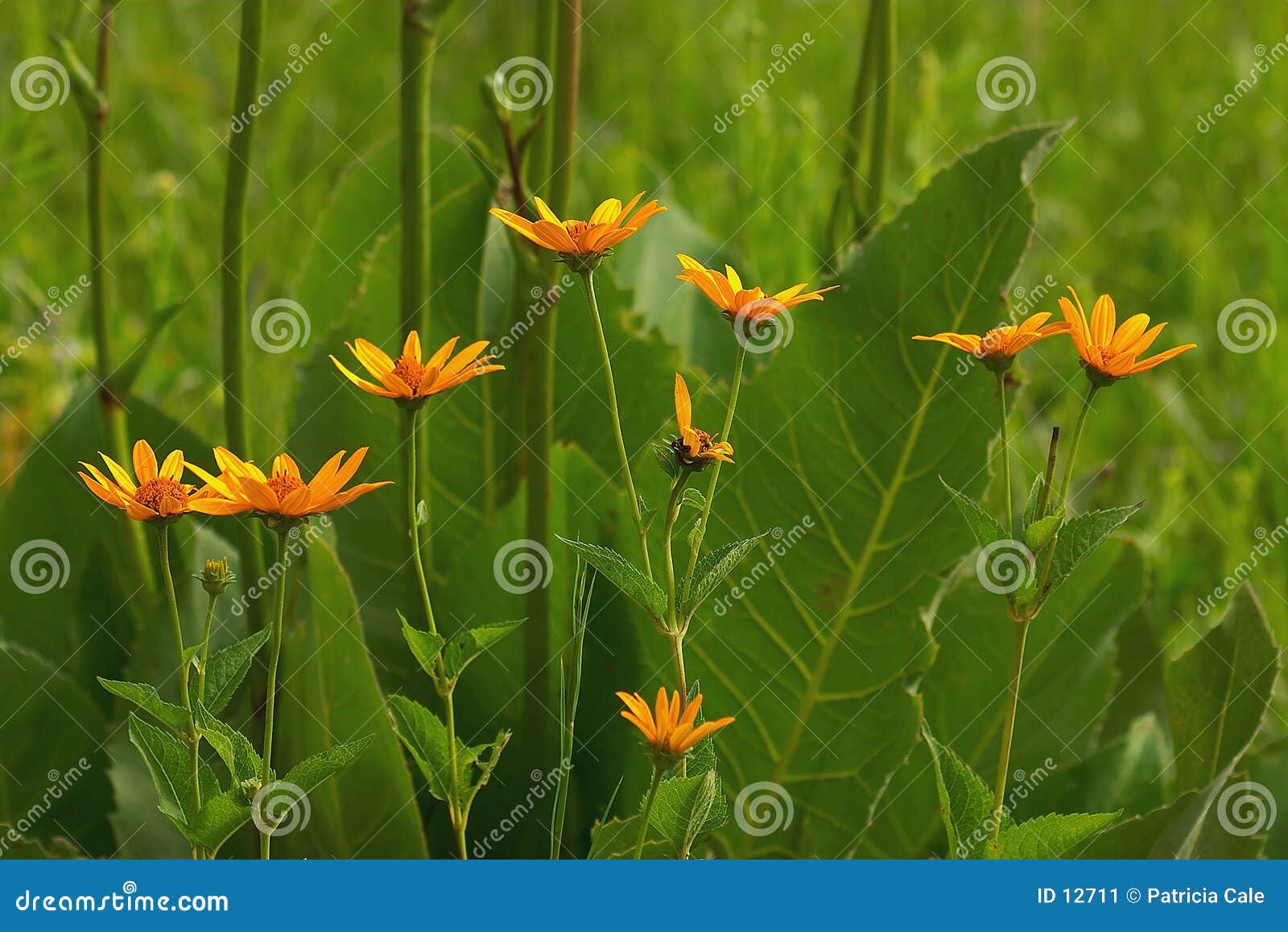Flores de la pradera imagen de archivo. Imagen de morton - 12711
