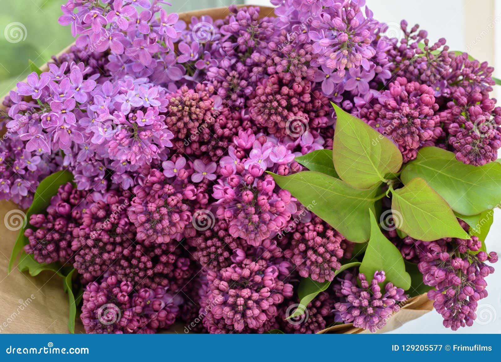 Flores De La Violeta De La Lila Imagen de archivo - Imagen de pueda ...