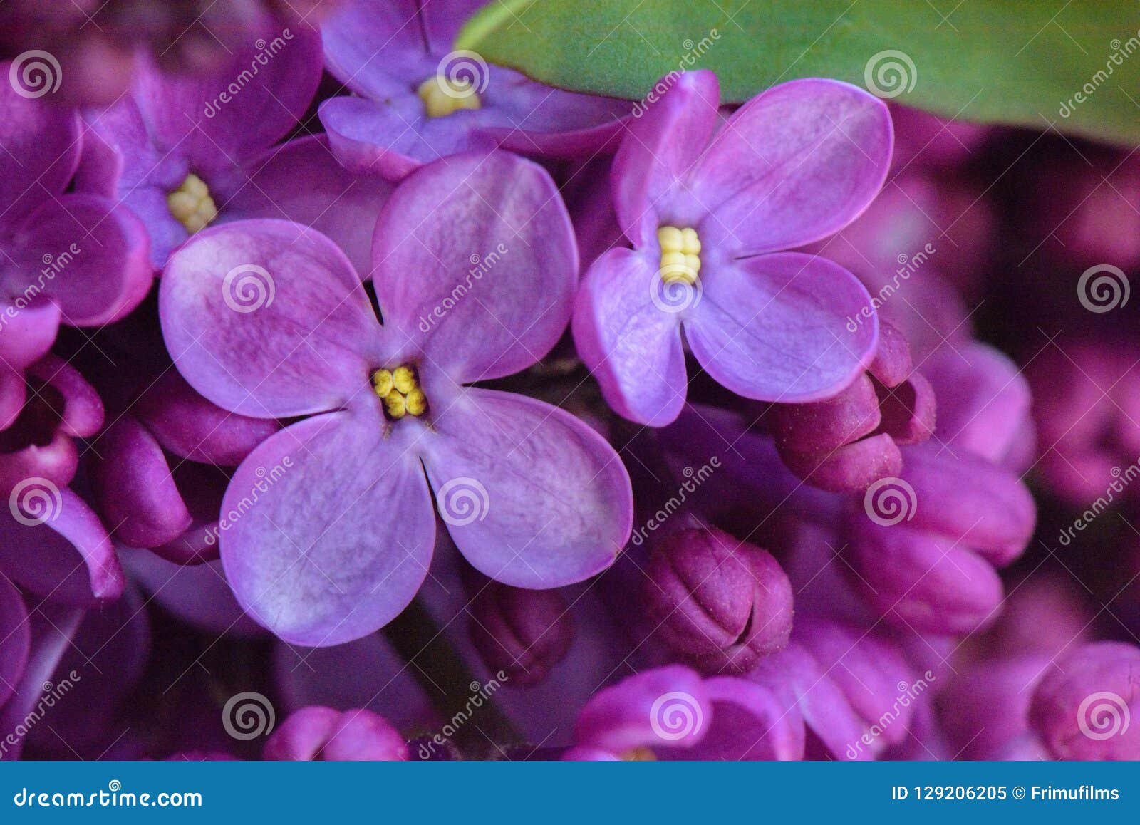 Flores De La Violeta De La Lila Imagen de archivo - Imagen de macro ...