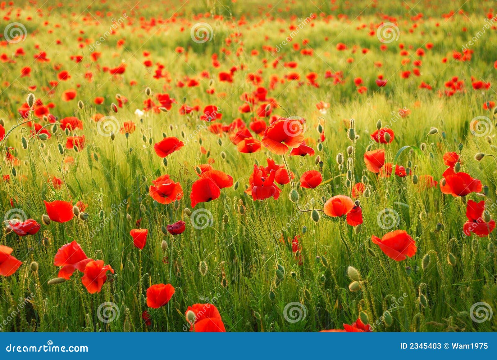 Flores de las amapolas imagen de archivo. Imagen de ardiente - 2345403