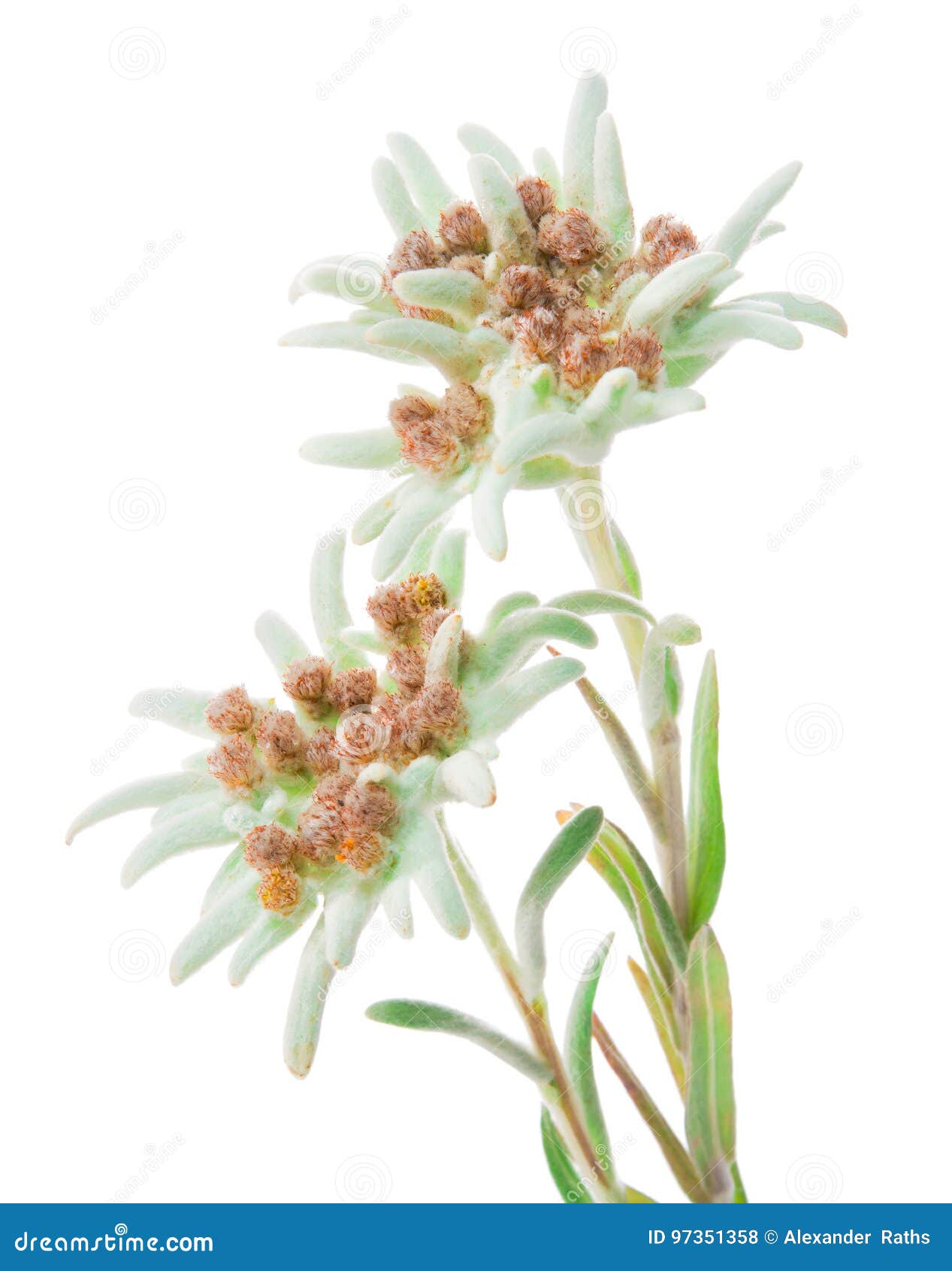 Flores De Las Edelweiss Aisladas Sobre Blanco Foto de archivo - Imagen ...