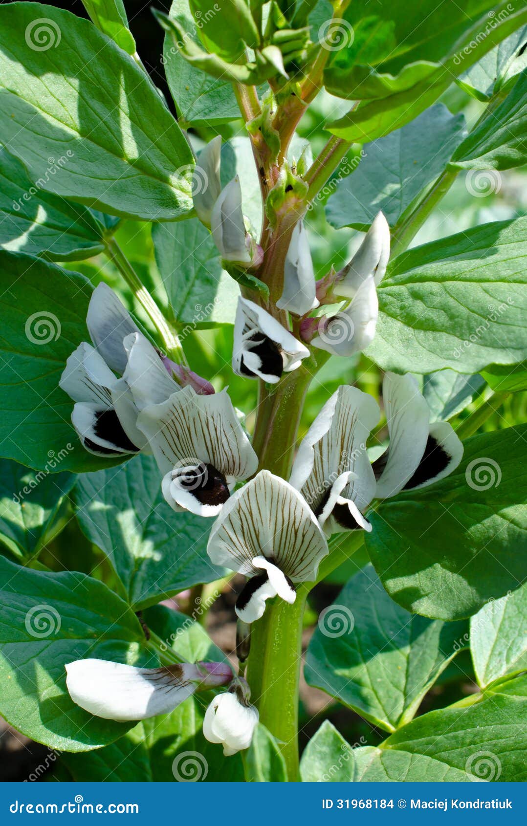 Flores de las habas foto de archivo. Imagen de campo - 31968184