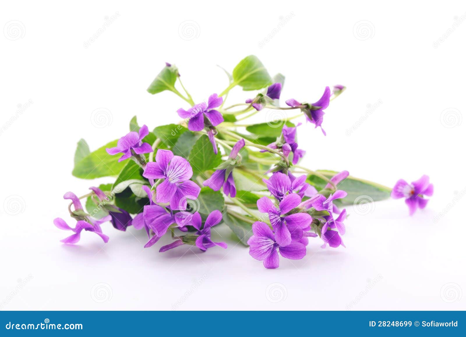 Flores De Las Violetas De Madera Imagen de archivo - Imagen de resorte ...