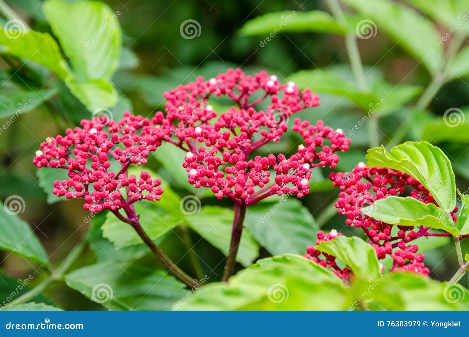 Flores de Leea Rubra imagem de stock. Imagem de oferta - 76303979