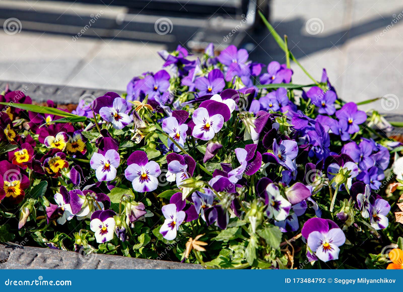 Flores de flores de lilo foto de archivo. Imagen de blanco - 173484792