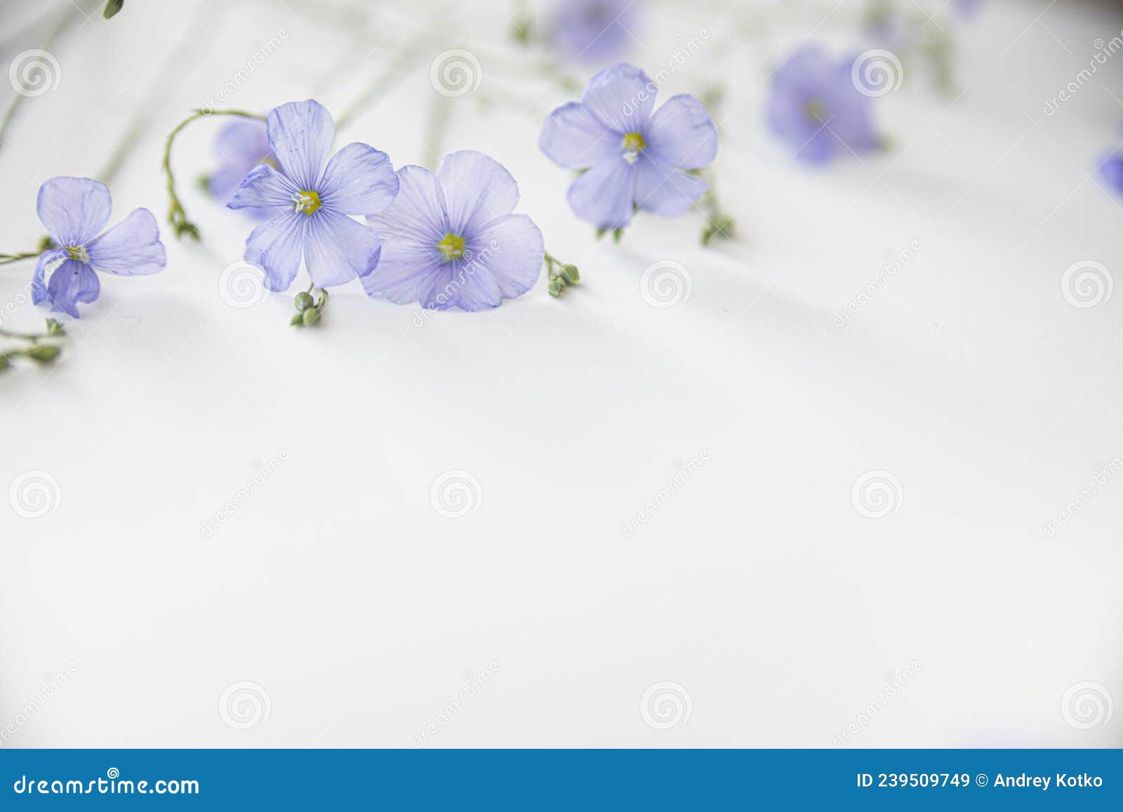 Flores De Linho Florescentes Em Fundo Branco. Imagem de Stock - Imagem ...