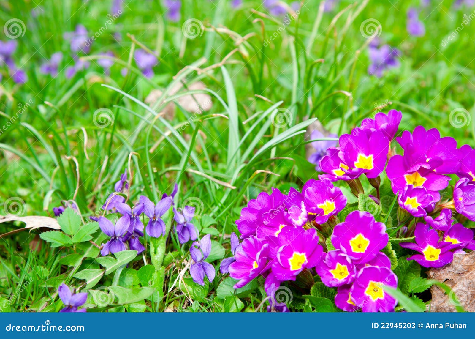 Flores de los Primulas imagen de archivo. Imagen de primaveras - 22945203