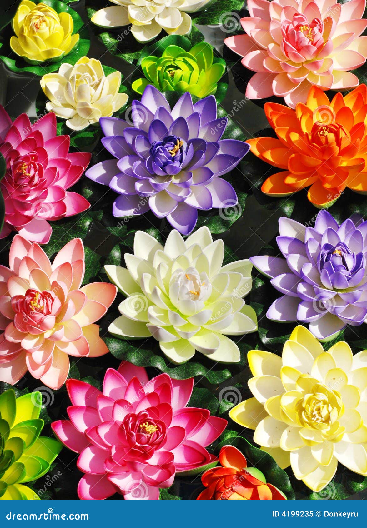 Flores de loto coloridas imagen de archivo. Imagen de budismo - 4199235