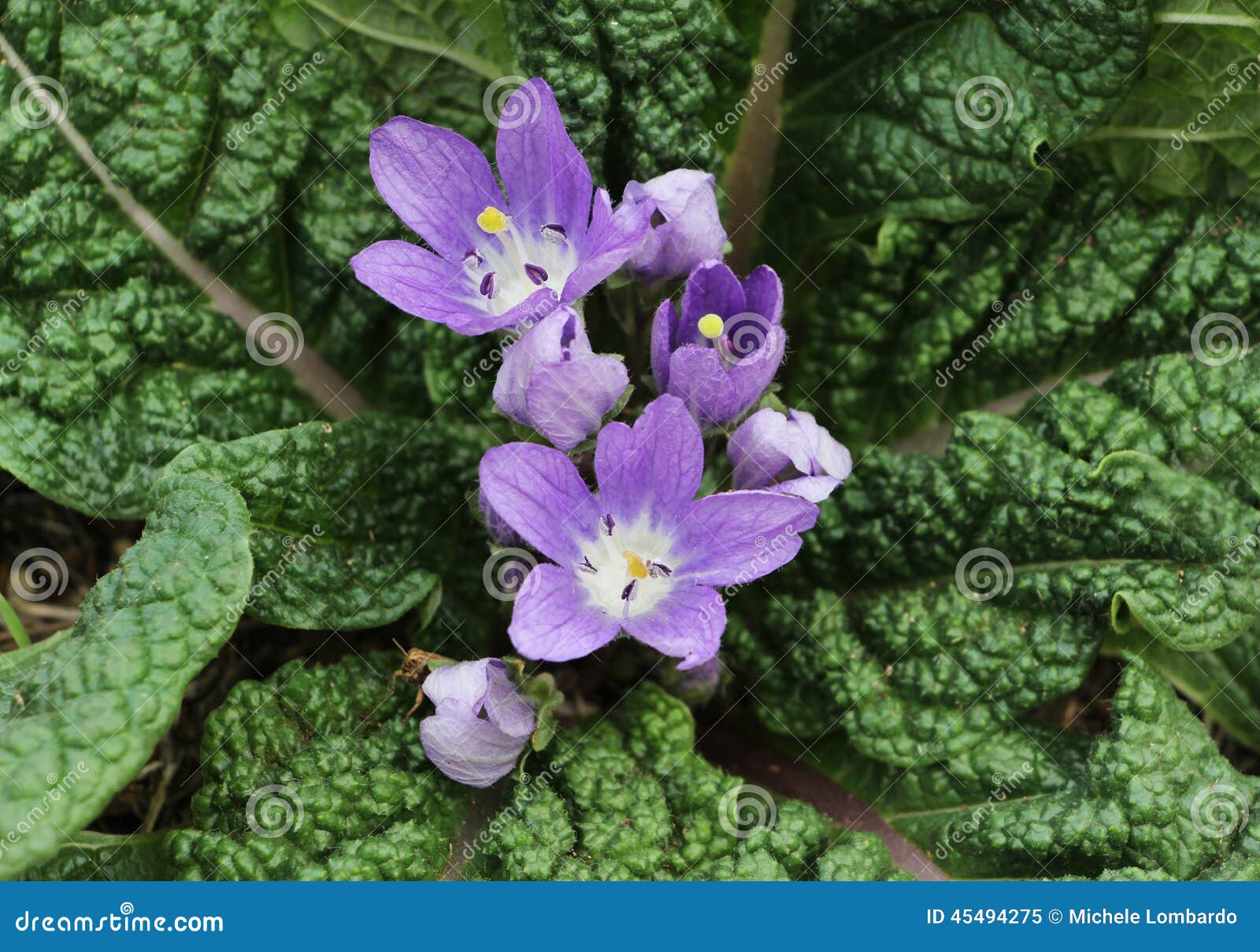 Flores De Mandrake, Officinalis Del Mandragora Imagen de archivo ...