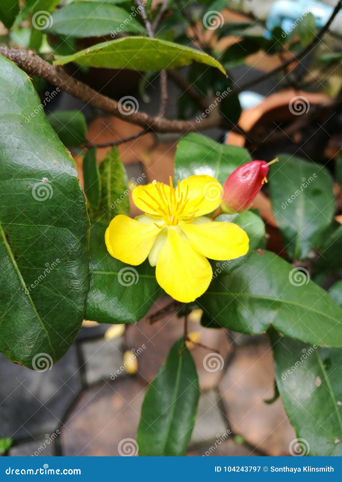 Flores de Mickey Mouse imagen de archivo. Imagen de primer - 104243797