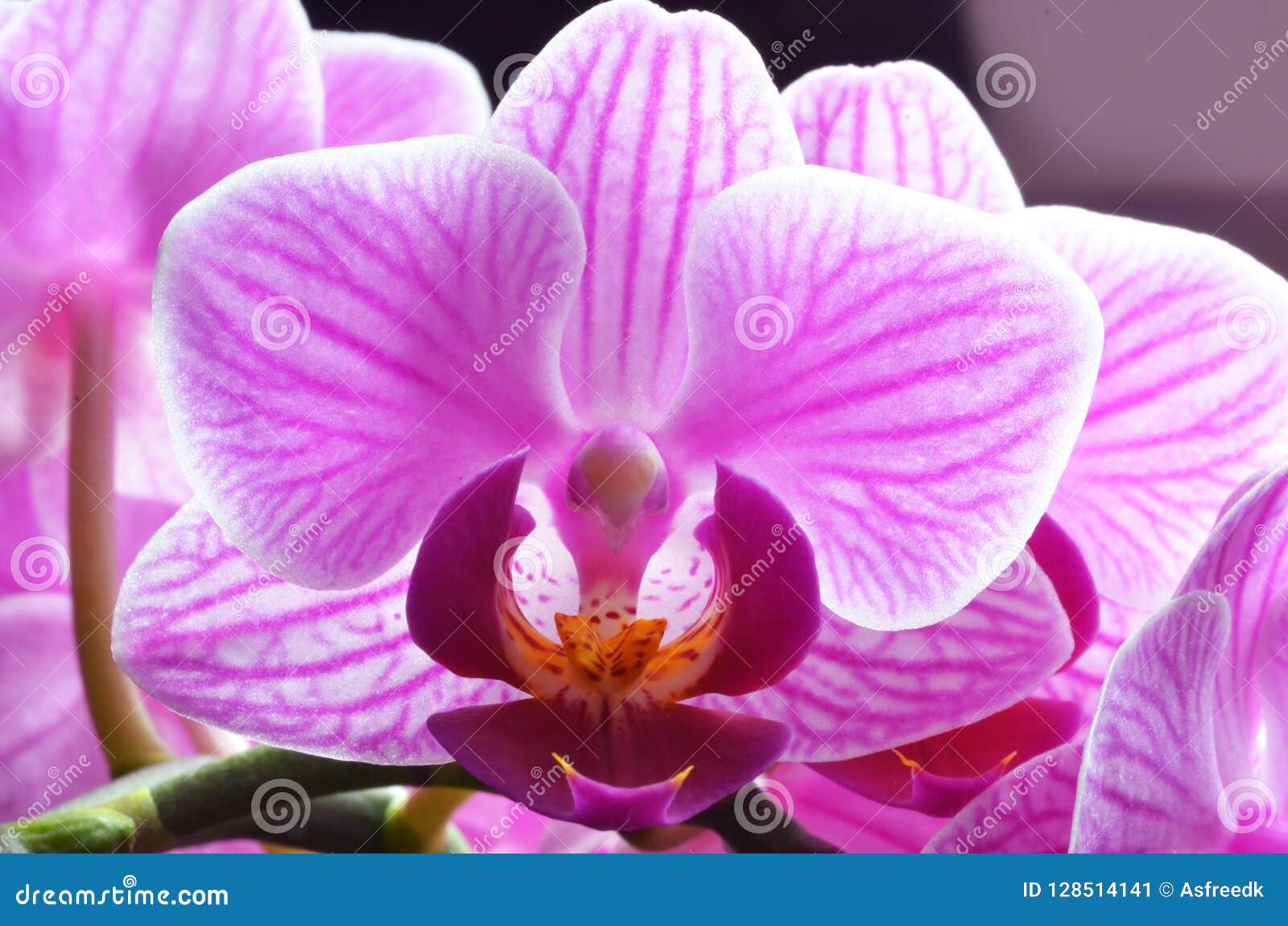 Flores De Mini Lotte Del Phalaenopsis Imagen de archivo - Imagen de ...