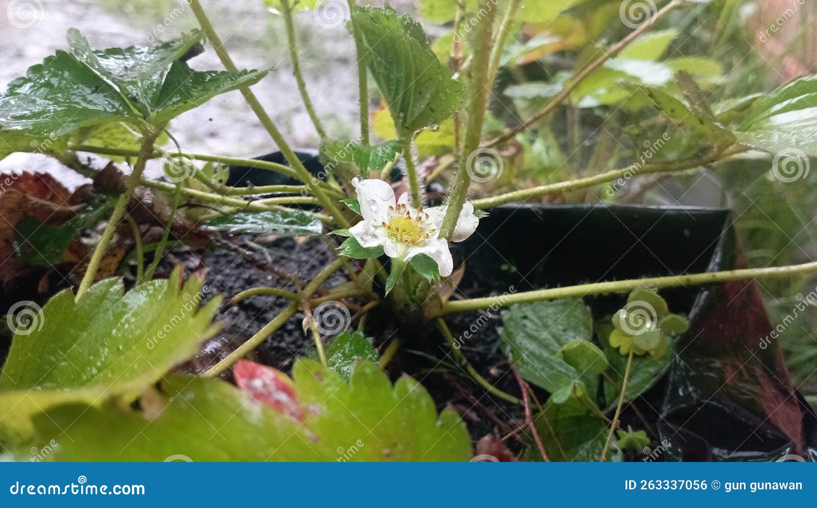 Flores De Morango Cor Branca E Amarelo Foto de Stock - Imagem de ...