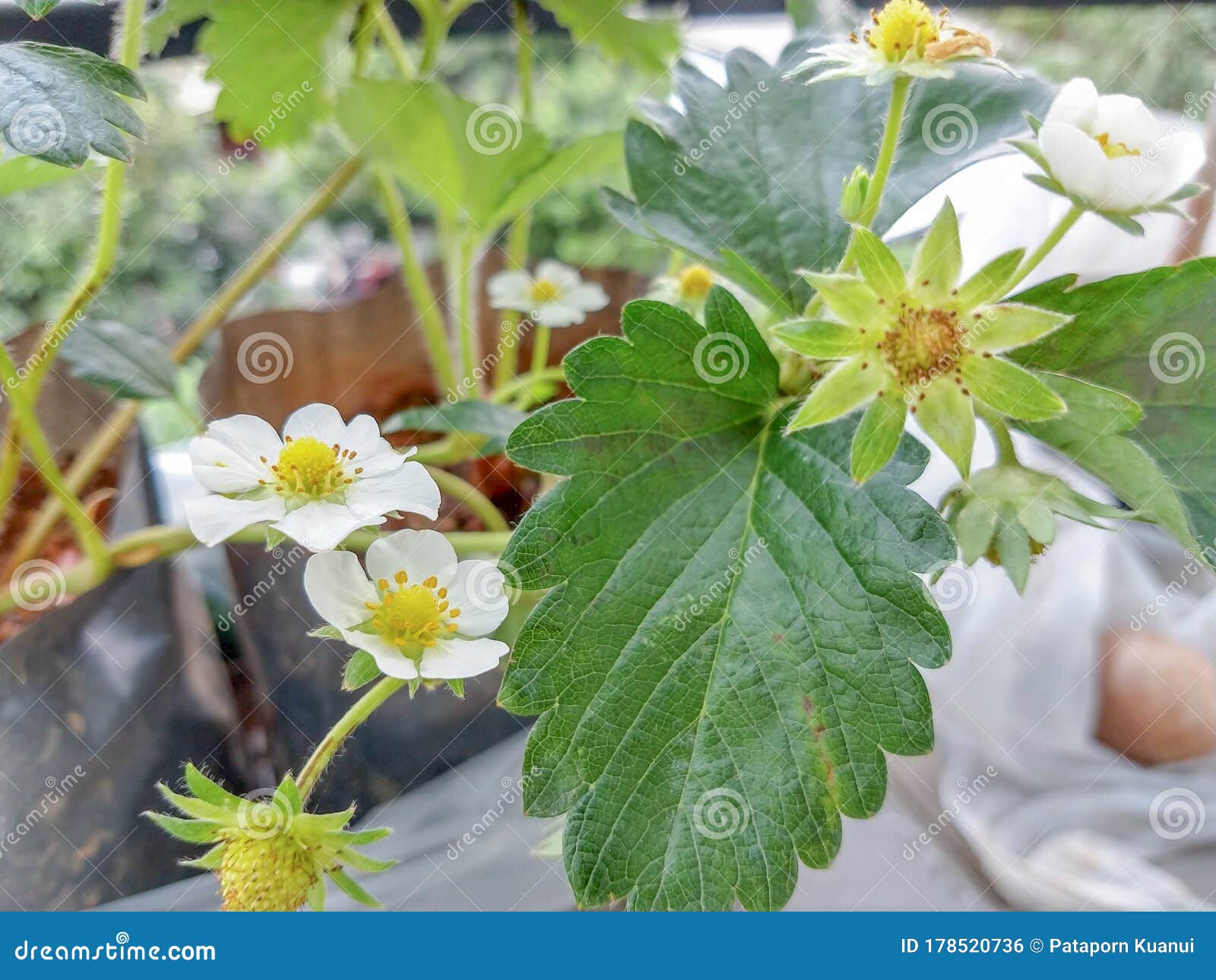 Flores De Morango Florescendo Foto de Stock - Imagem de nave, campo ...