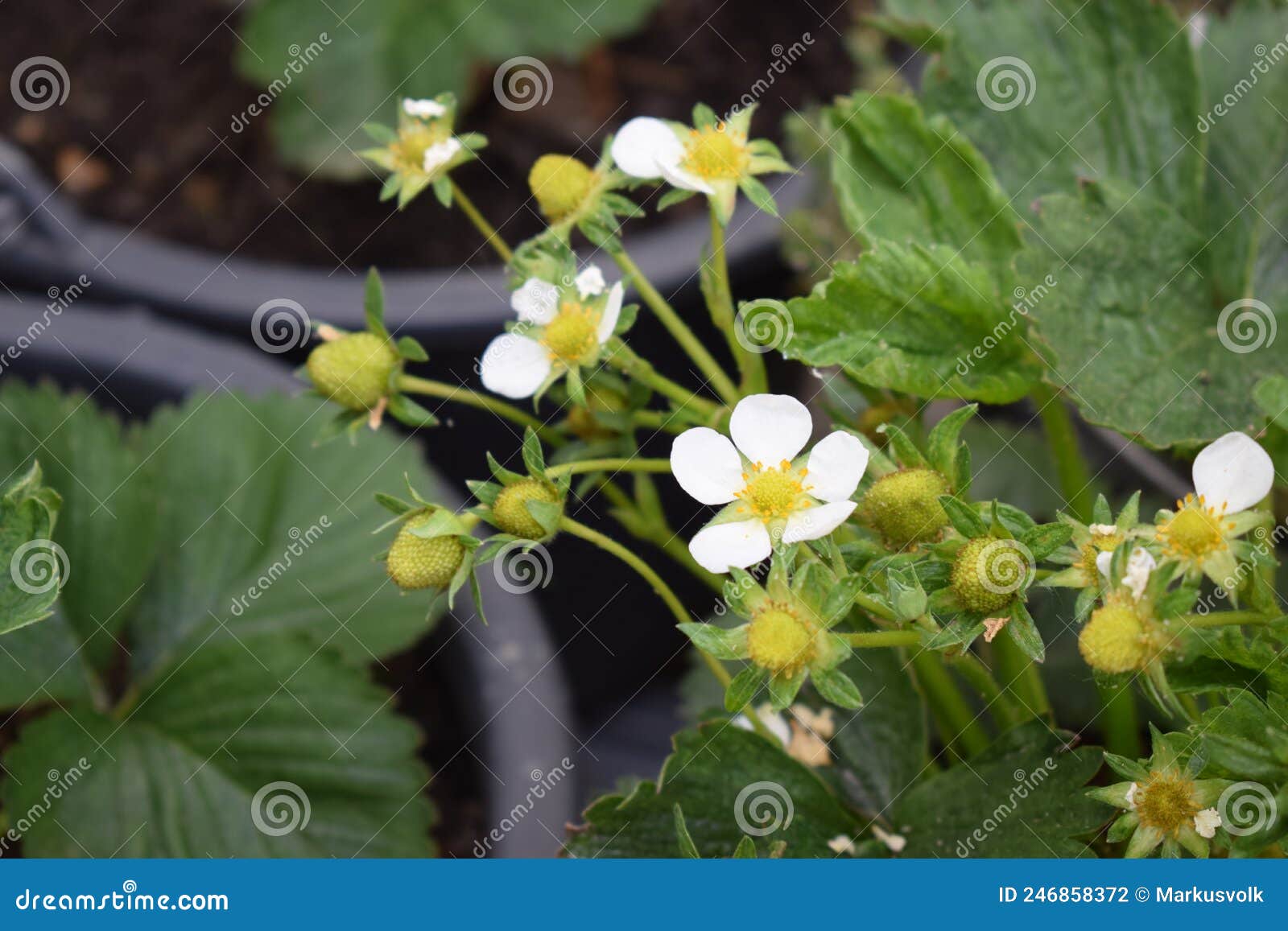 Flores de morango foto de stock. Imagem de wildflower - 246858372