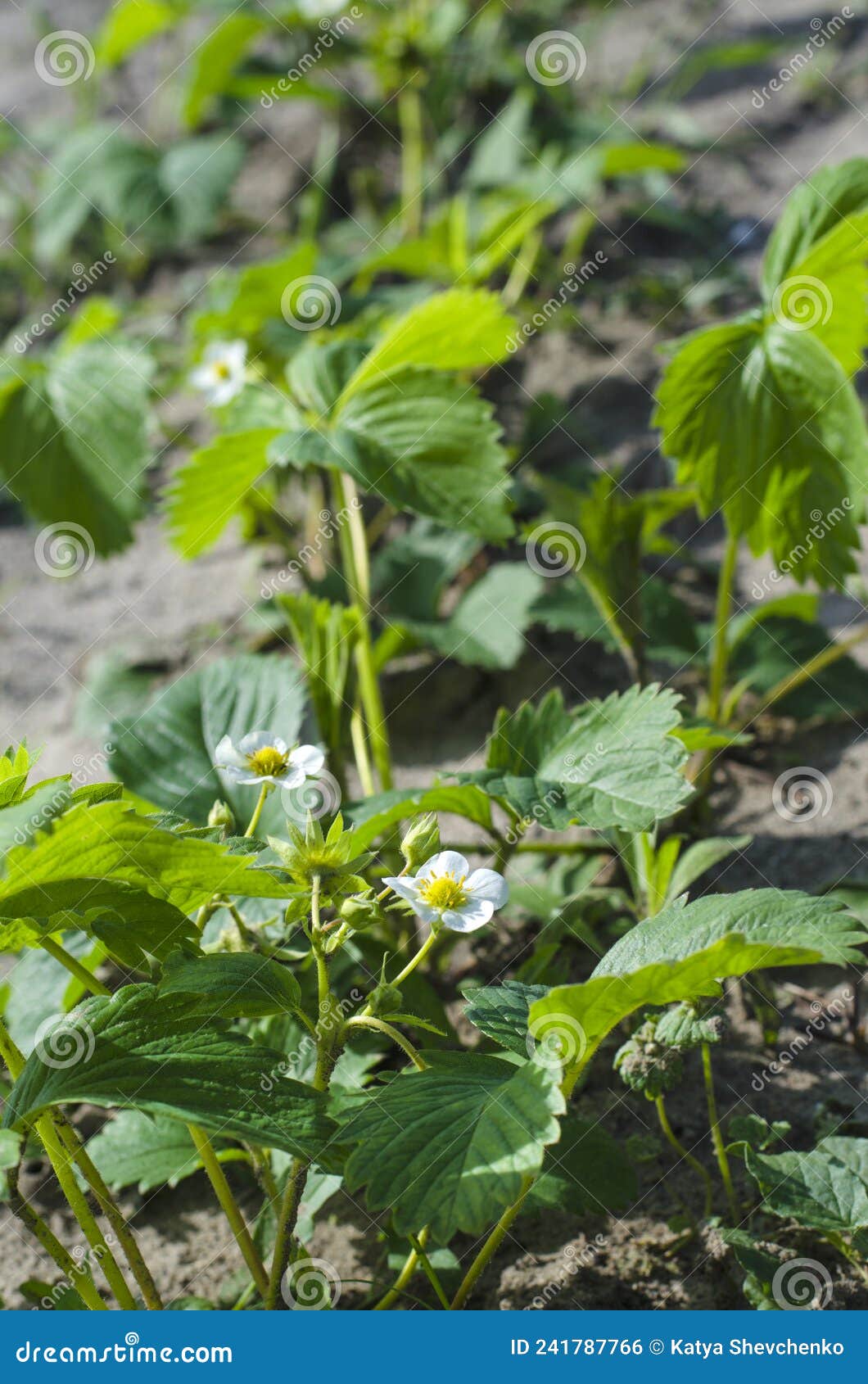 Flores De Morangos Primitivos No Jardim Foto de Stock - Imagem de ...